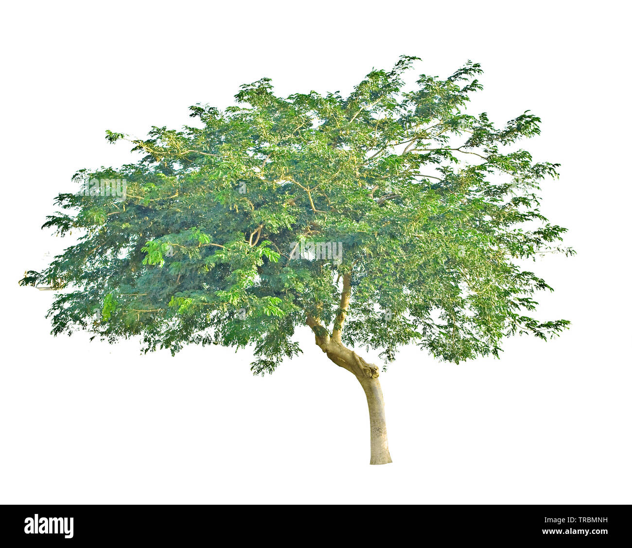 Tree isolated on white background Stock Photo - Alamy