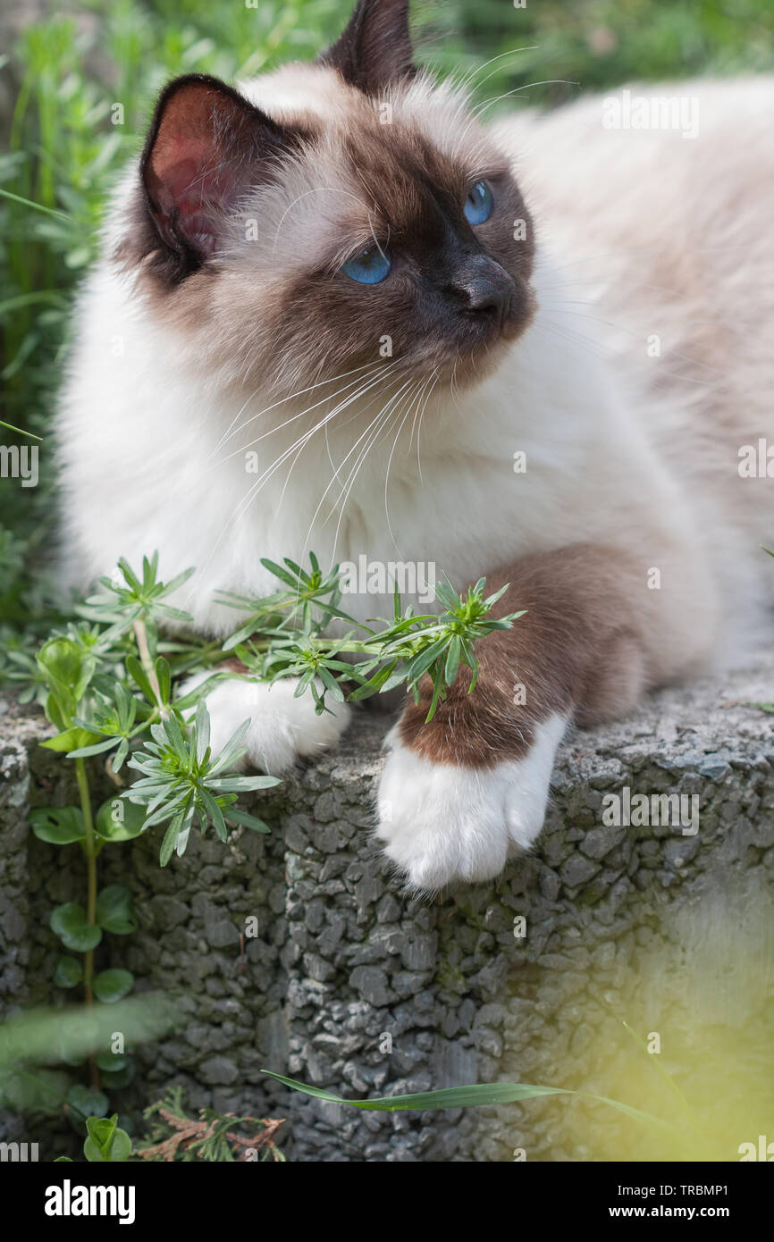 A seal point Birman cat, 1 year old cat , male with blue eyes lying in ...