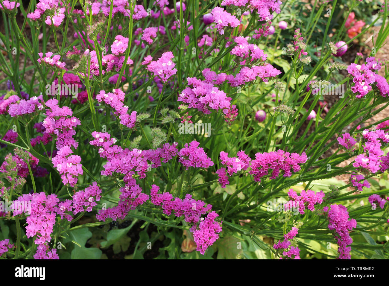 Pink statice hi-res stock photography and images - Alamy