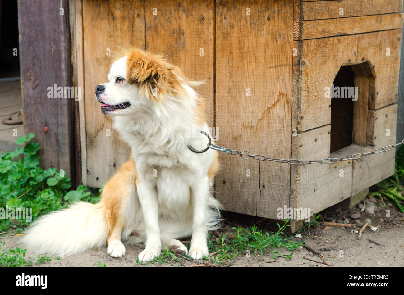Chained dog hi-res stock photography and images - Alamy