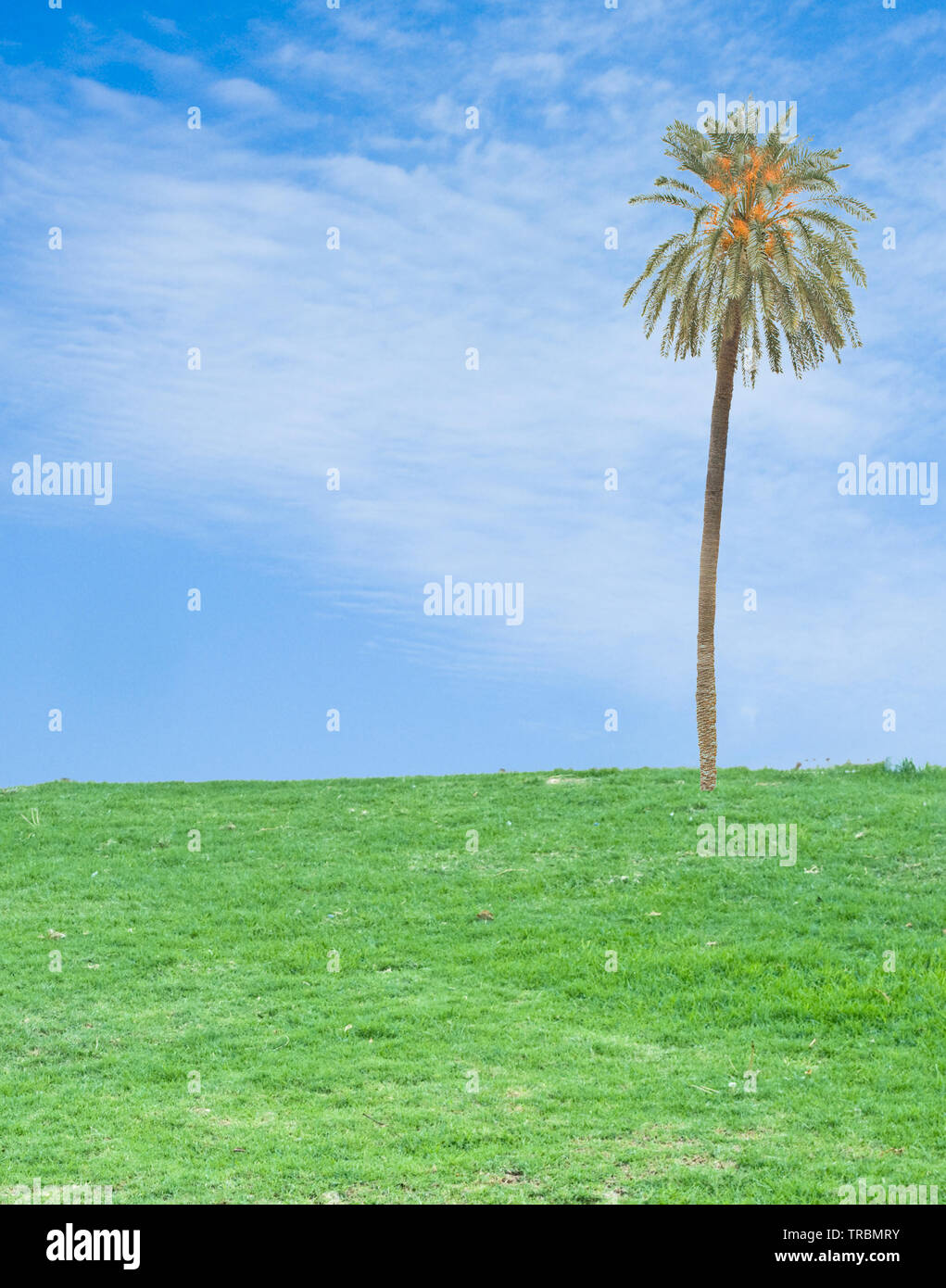 palm tree in field Stock Photo - Alamy