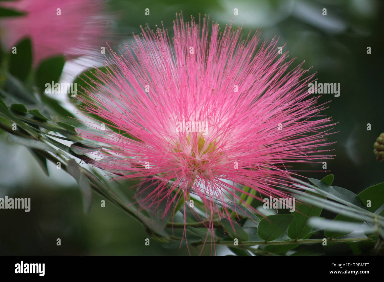 Powderpuff flower hi-res stock photography and images - Alamy