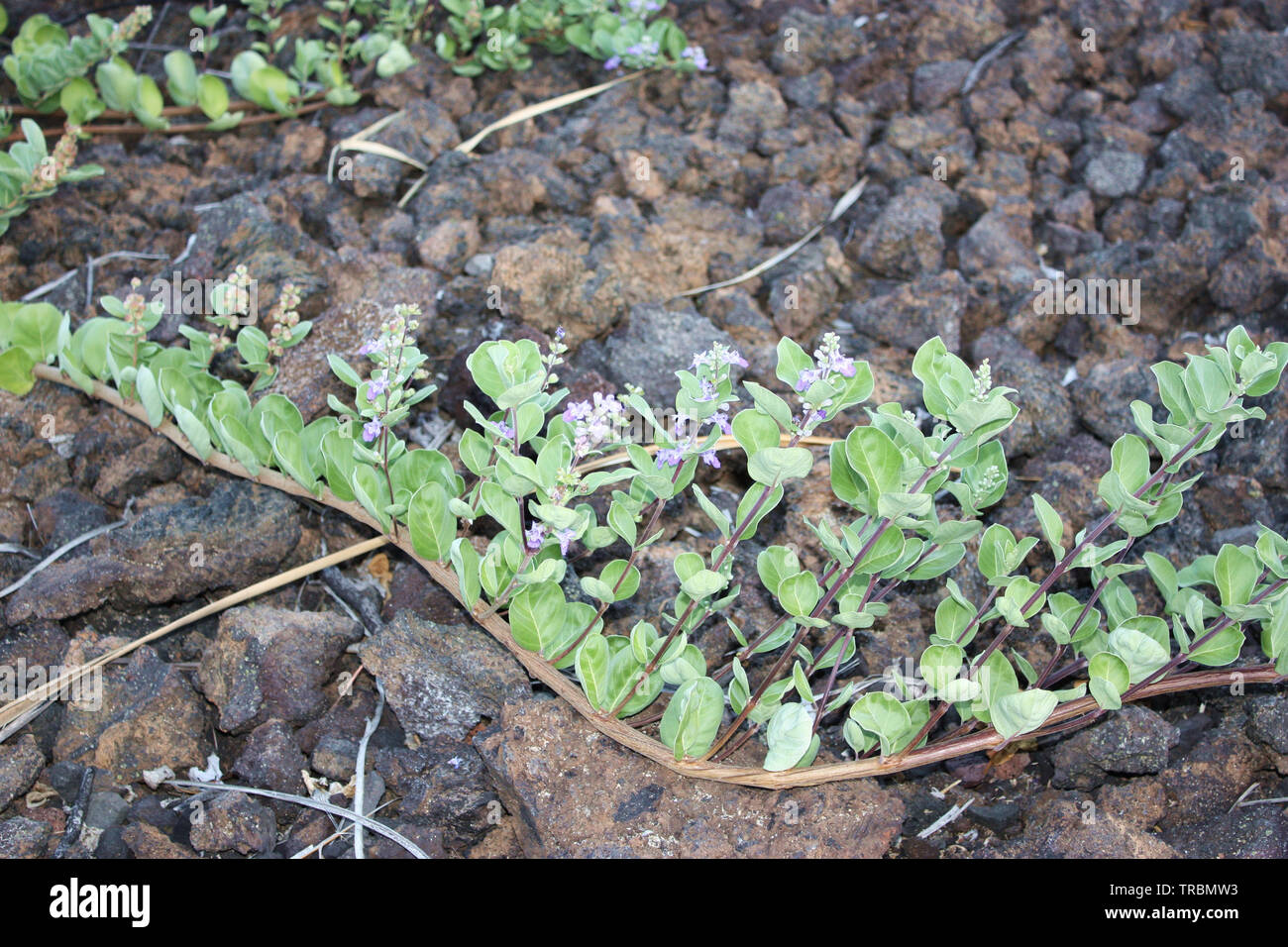 A woody vine with green leaves and miniature purple flowers growing on ...