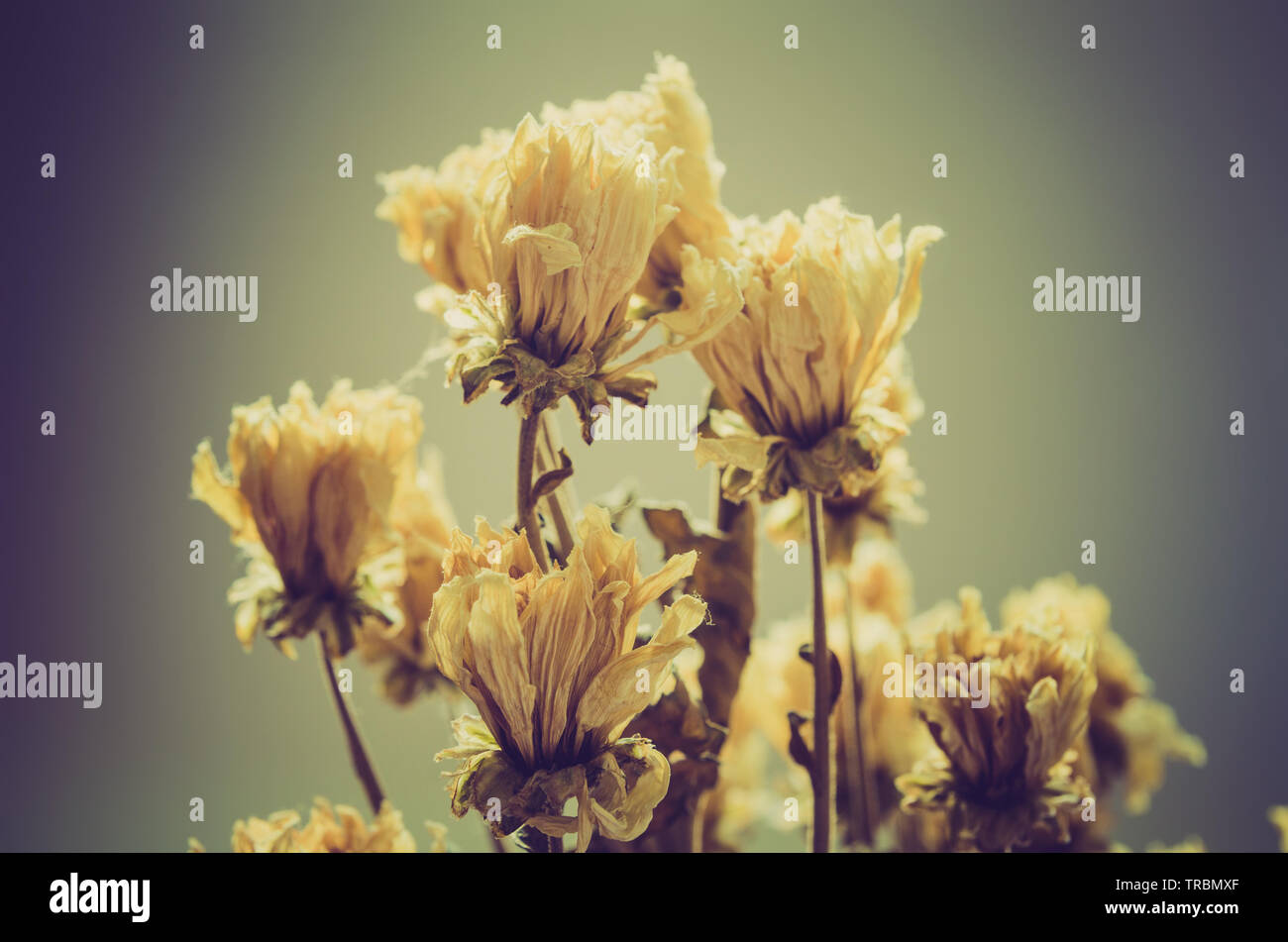 Withered flowers hi-res stock photography and images - Alamy