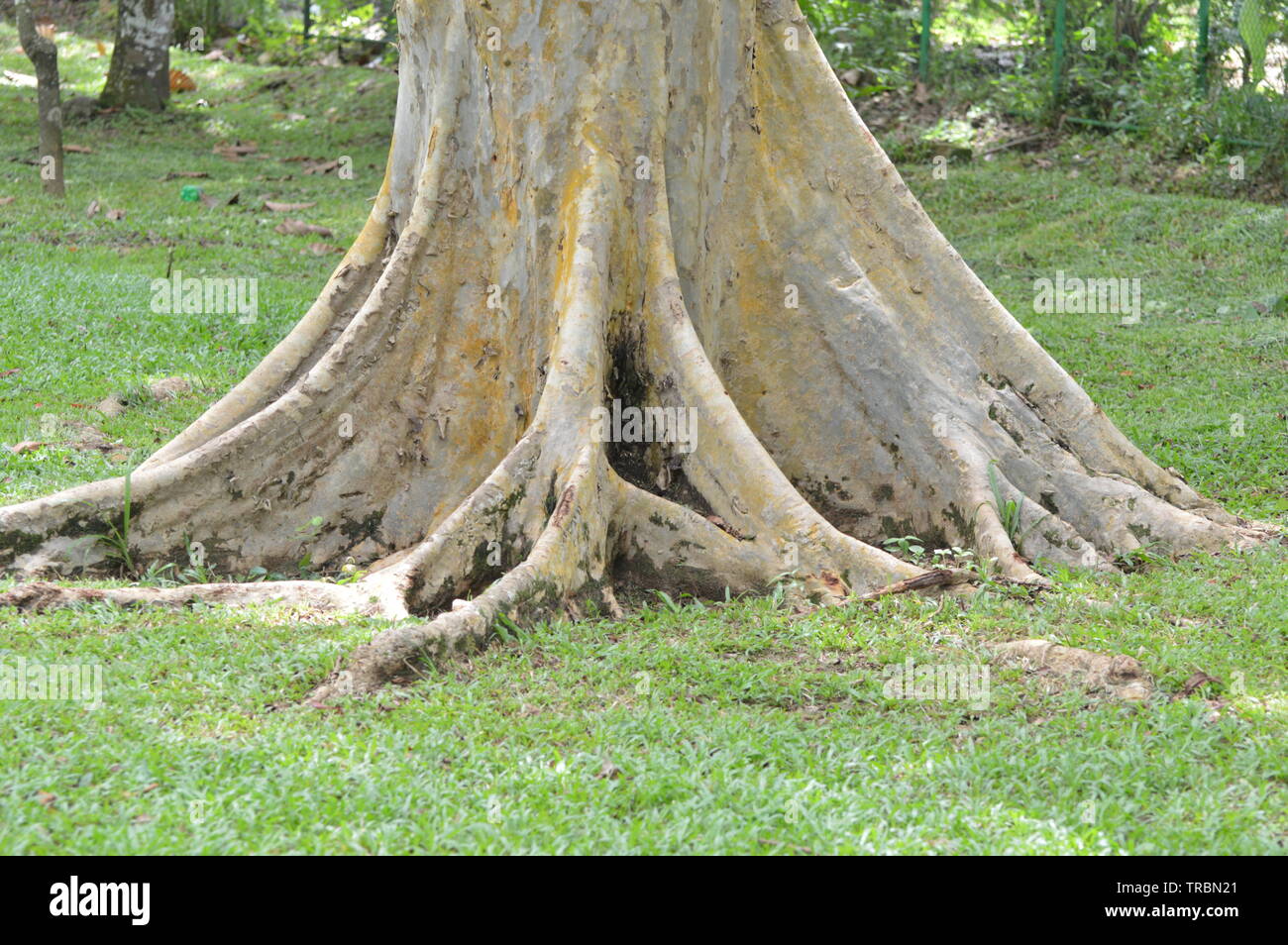 Root of Trees Stock Photo - Alamy