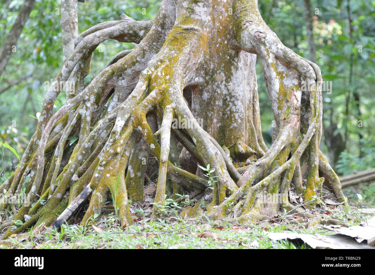 Root of Trees Stock Photo - Alamy