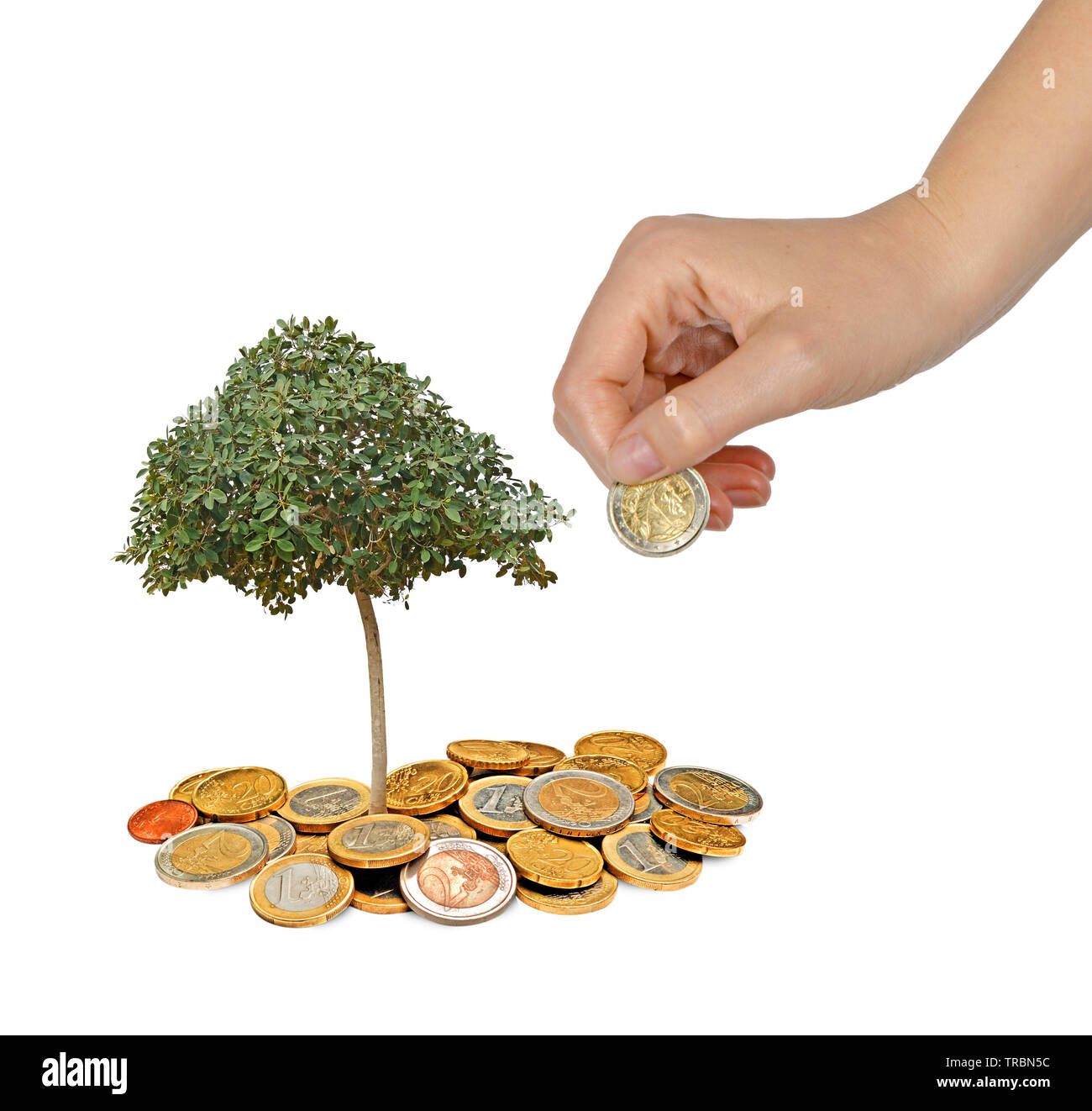 tree growng from pile of coins Stock Photo - Alamy