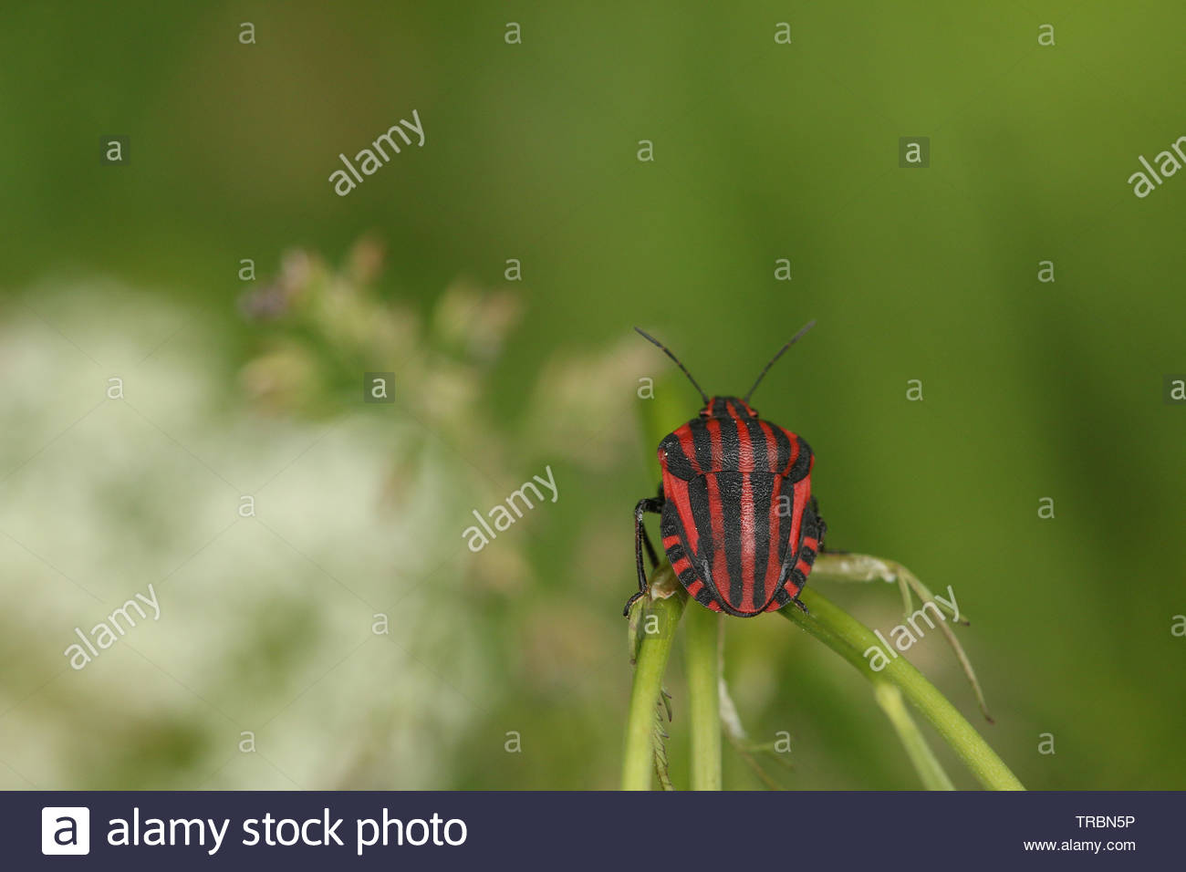 Insect Shield Bug High Resolution Stock Photography and Images - Alamy
