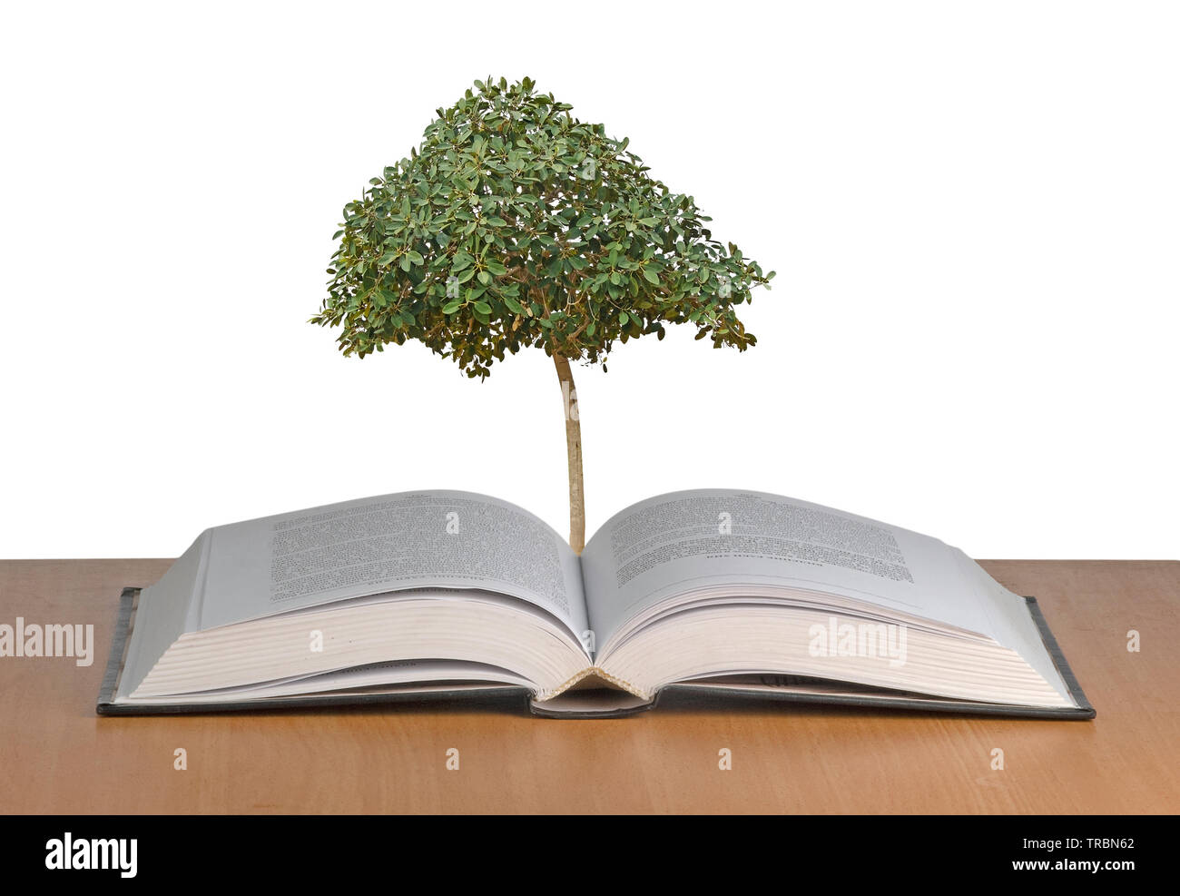 tree growing from open book Stock Photo - Alamy
