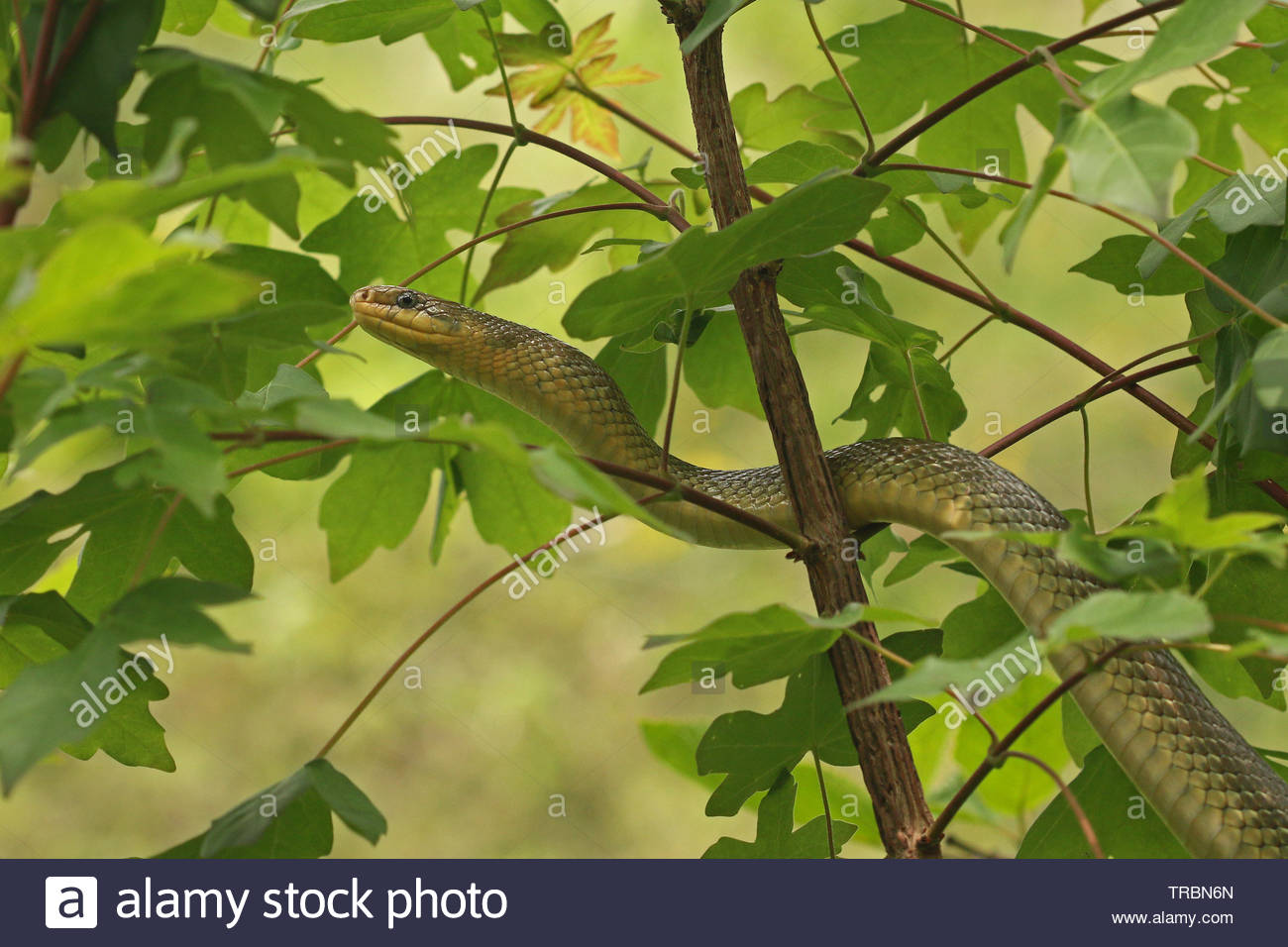 Aesculapian Snake Elaphe Longissima High Resolution Stock Photography ...