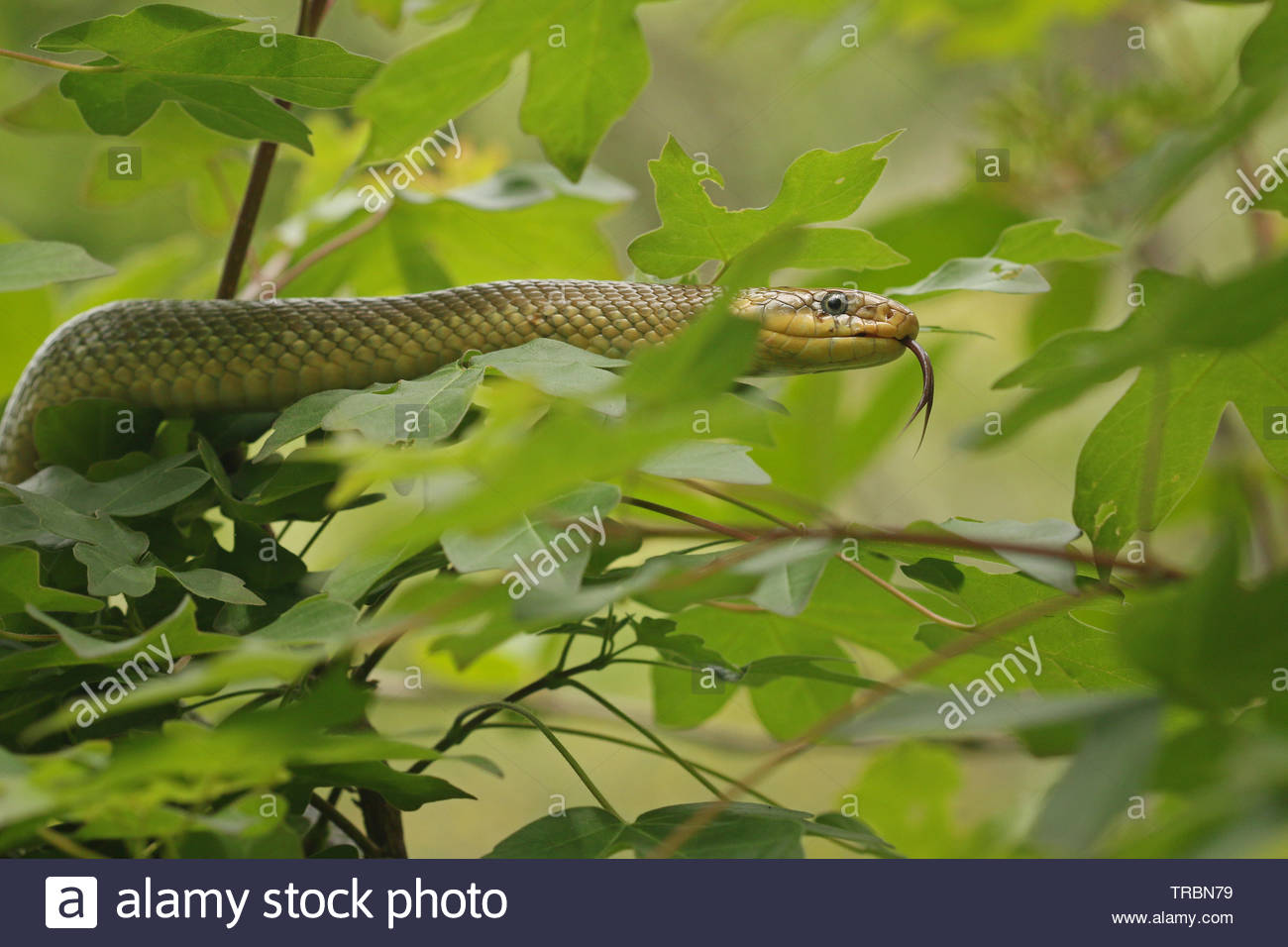 Aesculapian Snake Elaphe Longissima High Resolution Stock Photography ...