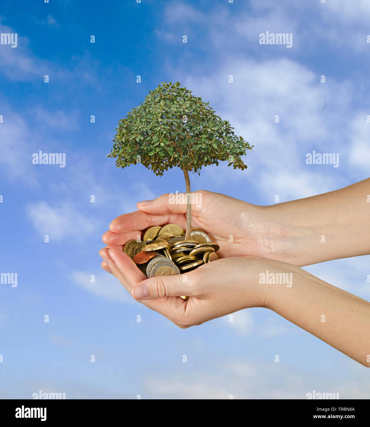 tree growng from pile of coins Stock Photo - Alamy