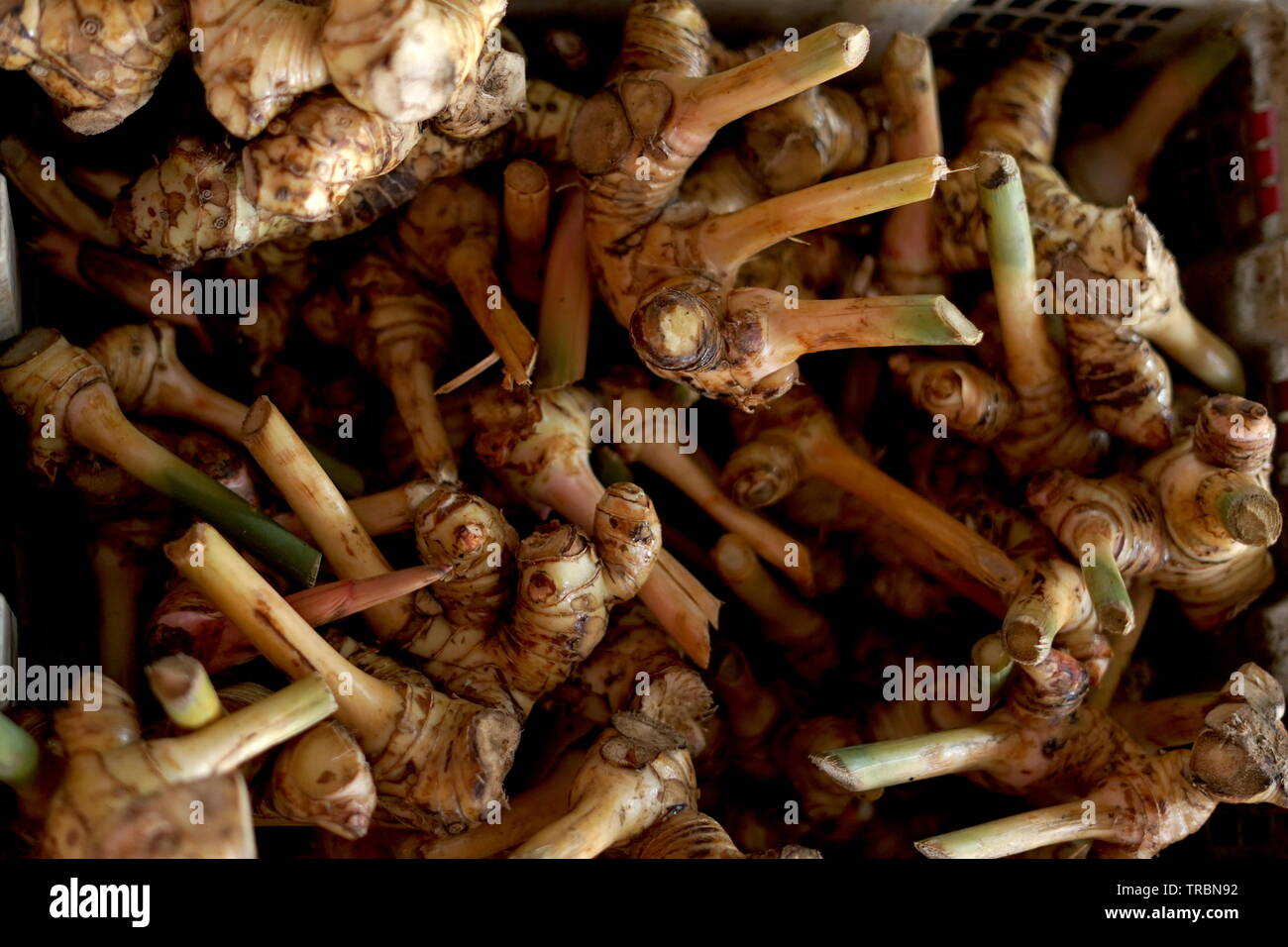 Pile of fresh Galangal herb at Vegetable market Stock Photo - Alamy