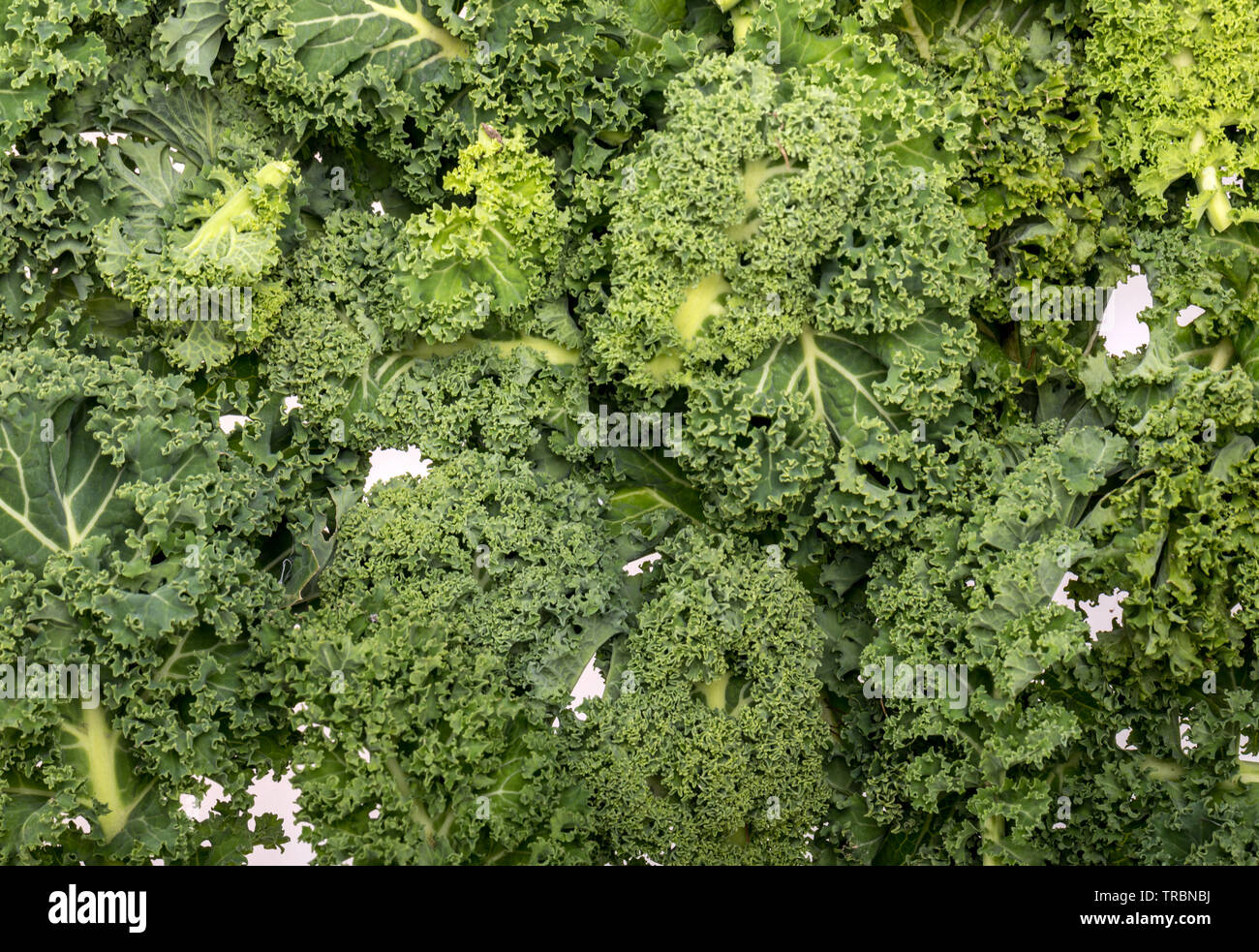 A healthy fresh curly kale Stock Photo - Alamy