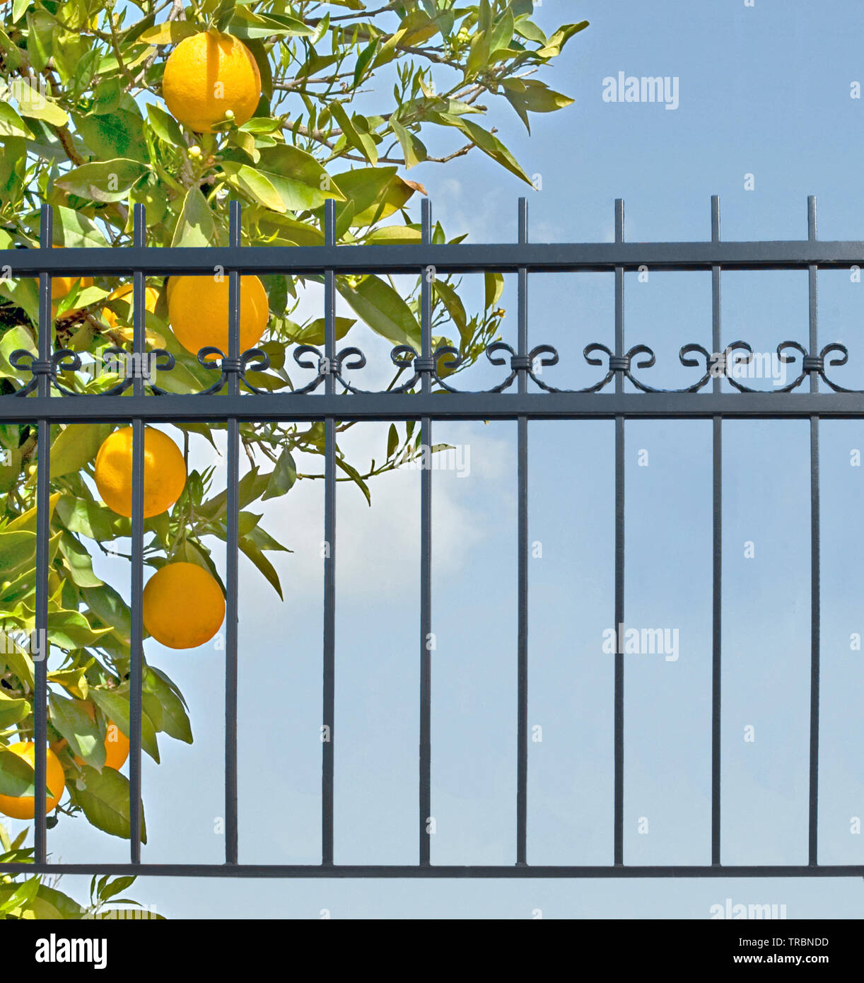 Fence of citrus orhard Stock Photo - Alamy