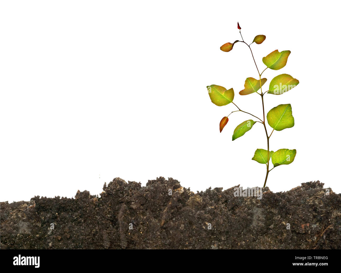 Tree seedling growing from soil Stock Photo - Alamy