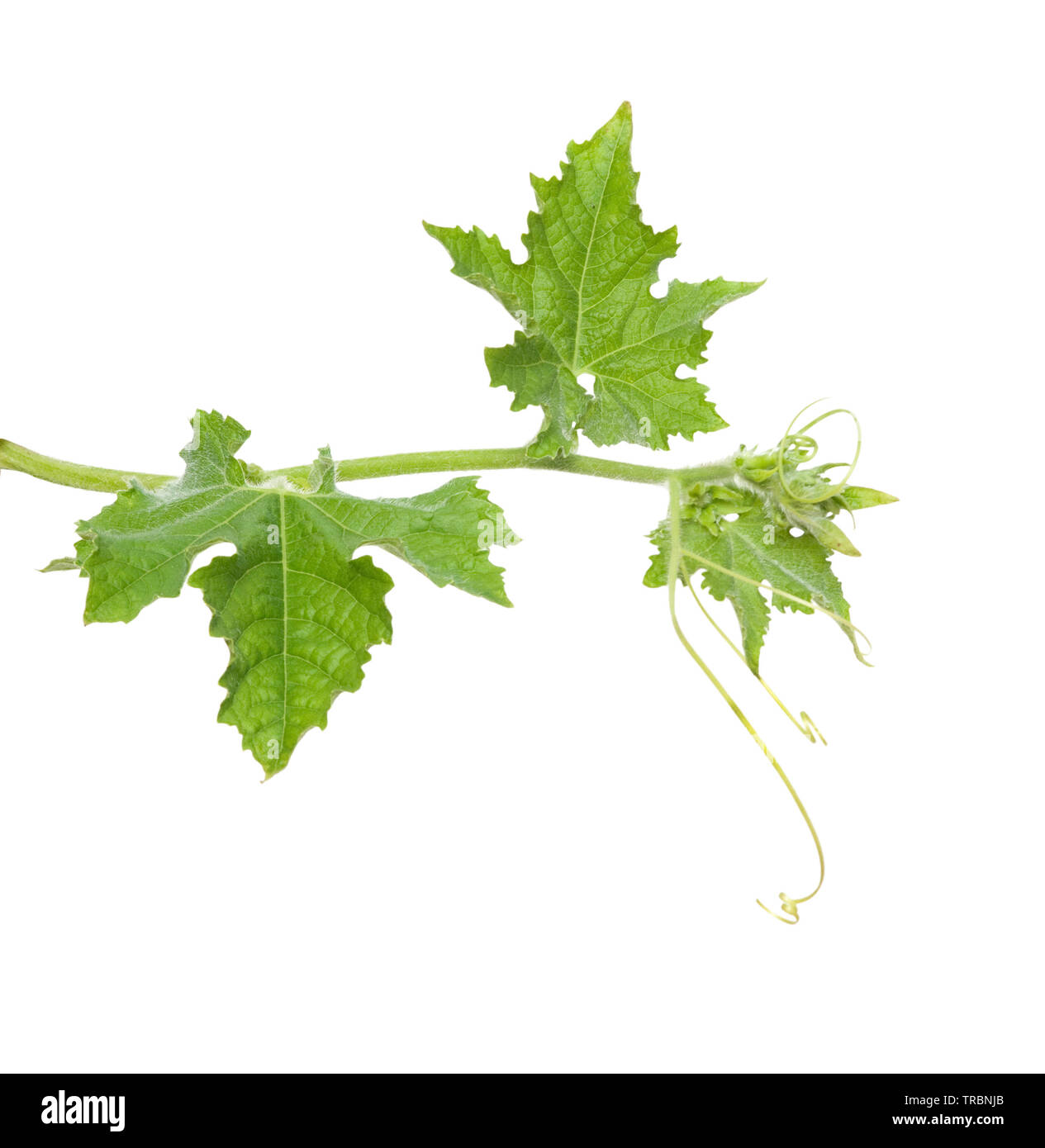 Pumpkin branch isolated on white background Stock Photo - Alamy