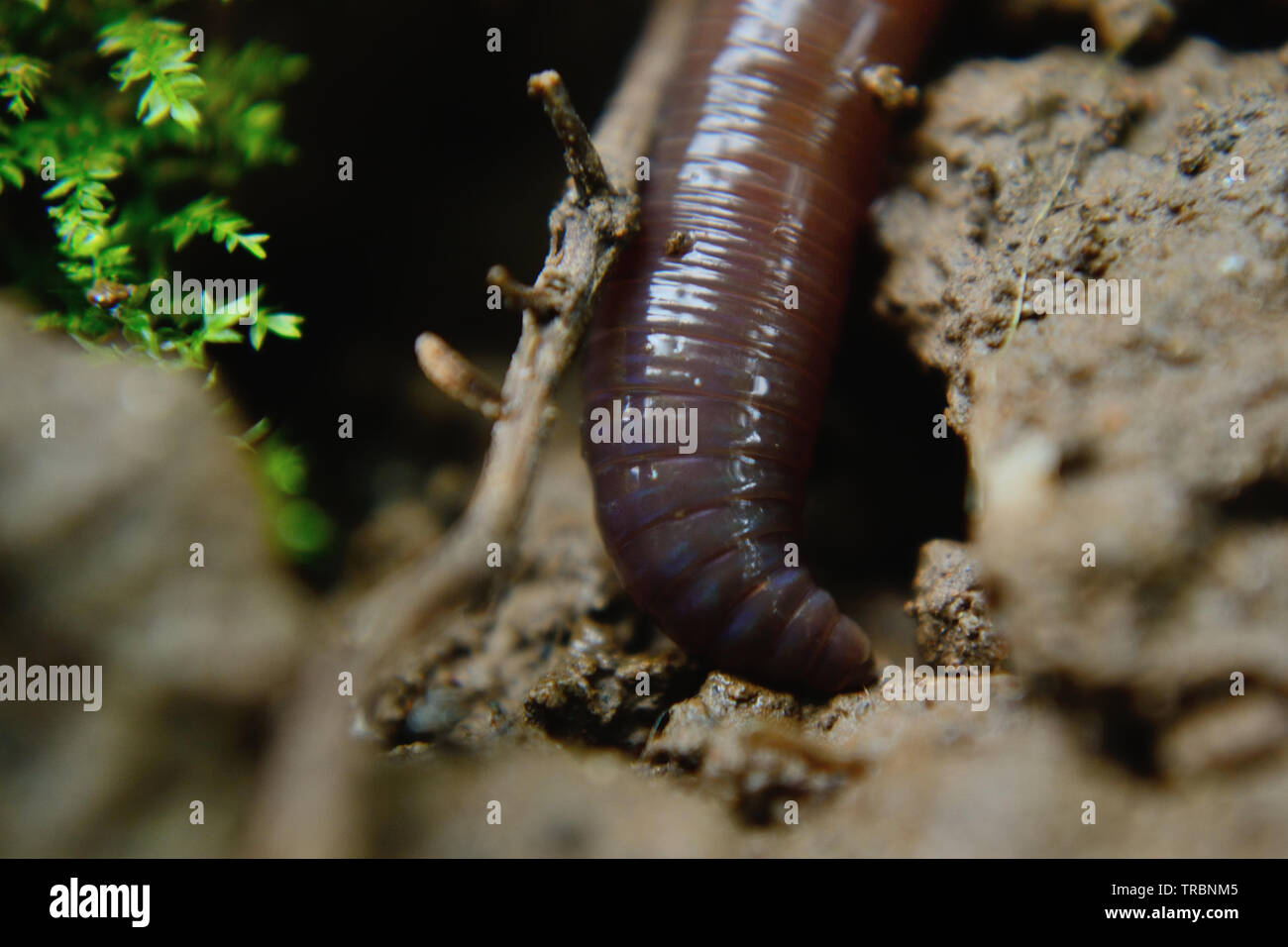 Close up earthworm hi-res stock photography and images - Alamy