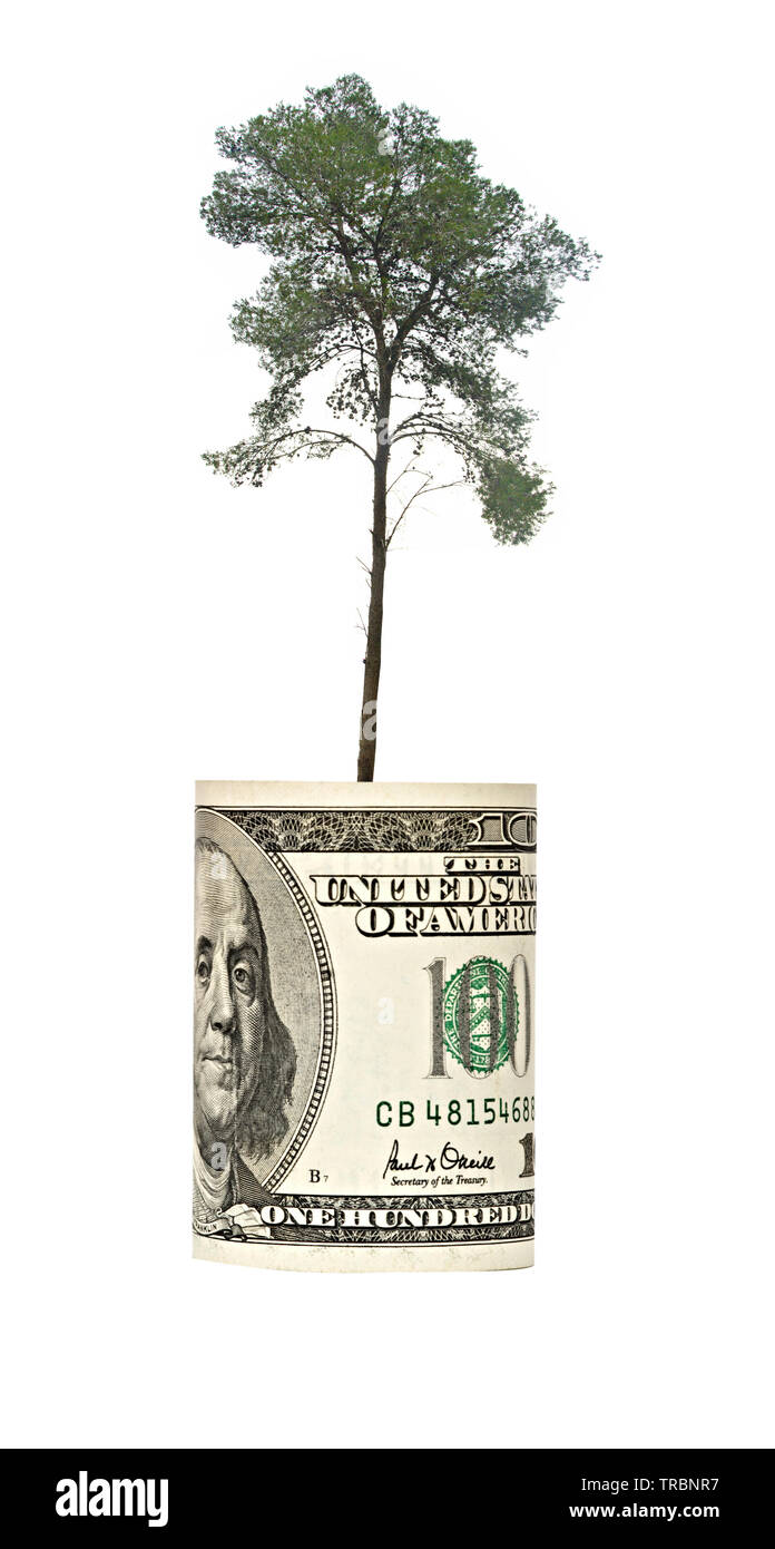 tree growing from dollar bill Stock Photo - Alamy