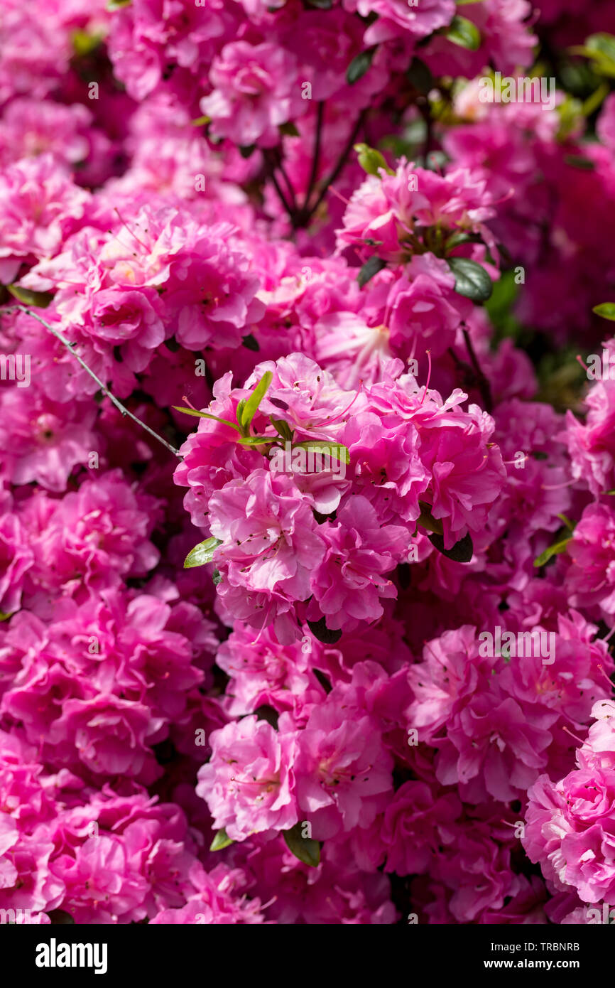 Pink Japanese Azalea on the branch in the garden Stock Photo - Alamy