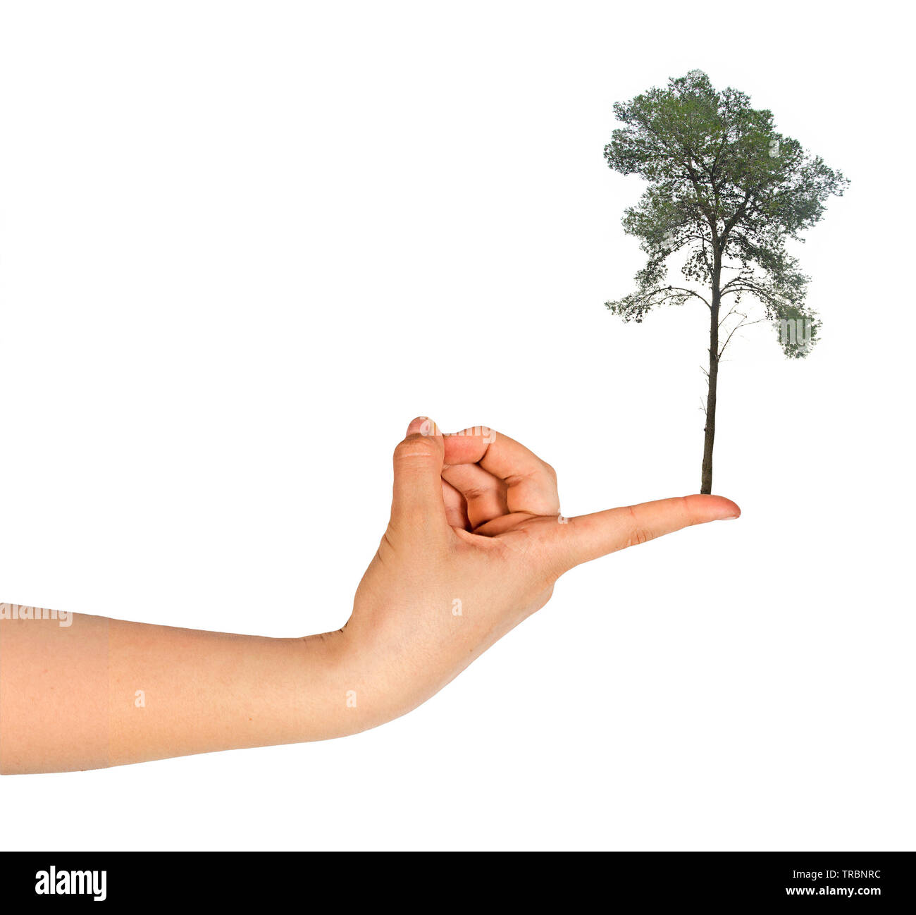 tree on finger Stock Photo - Alamy