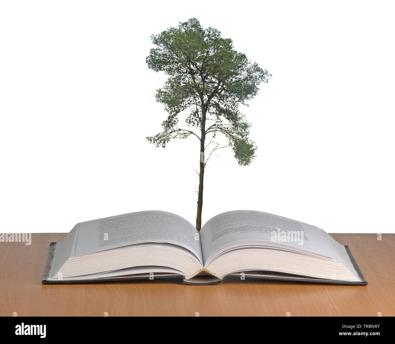 pine tree growing from open book Stock Photo - Alamy