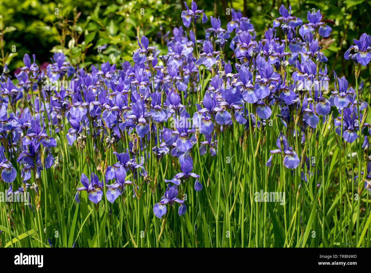 Blue flowers Iris versicolor beautifully blooming in the garden Stock ...