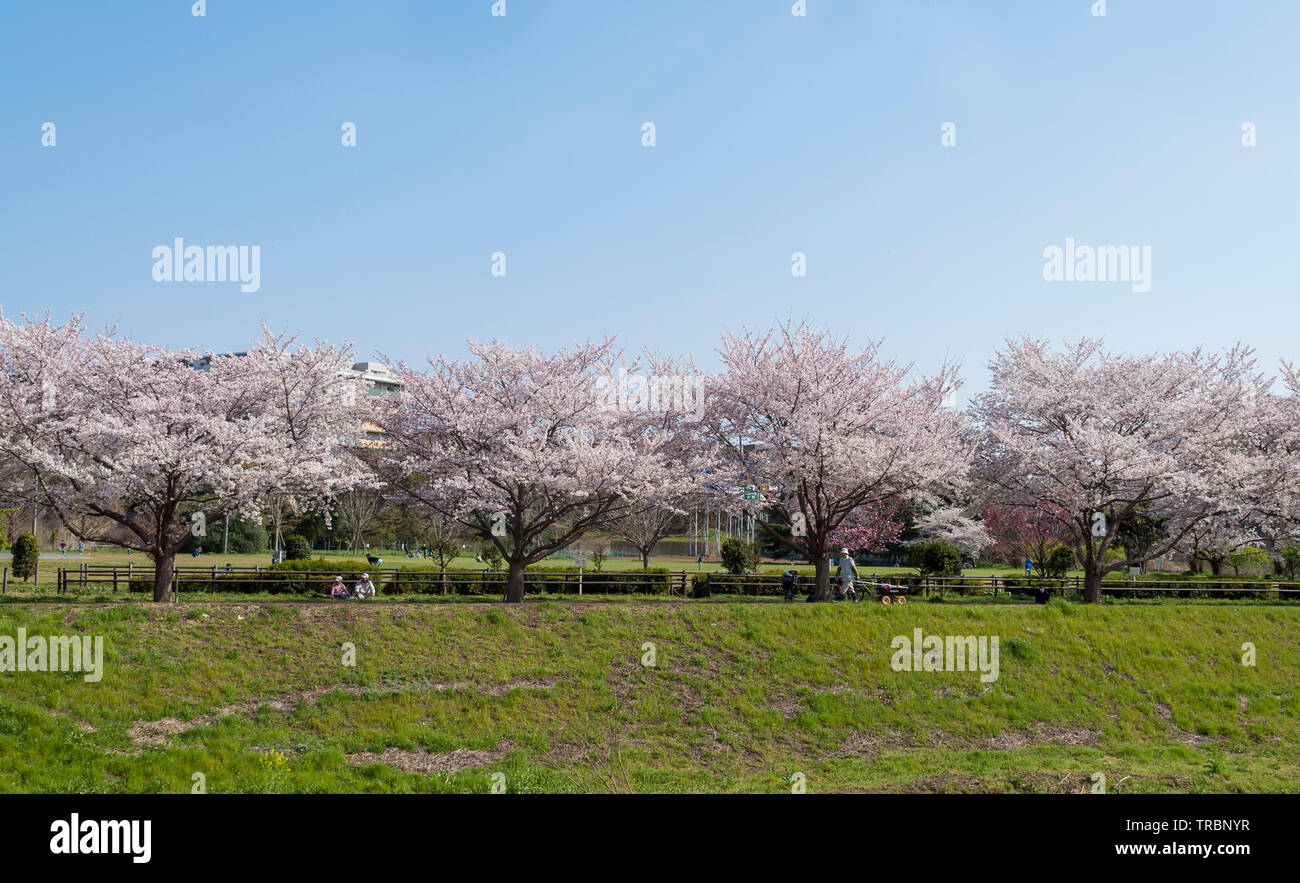 Blossom trees line hi-res stock photography and images - Alamy