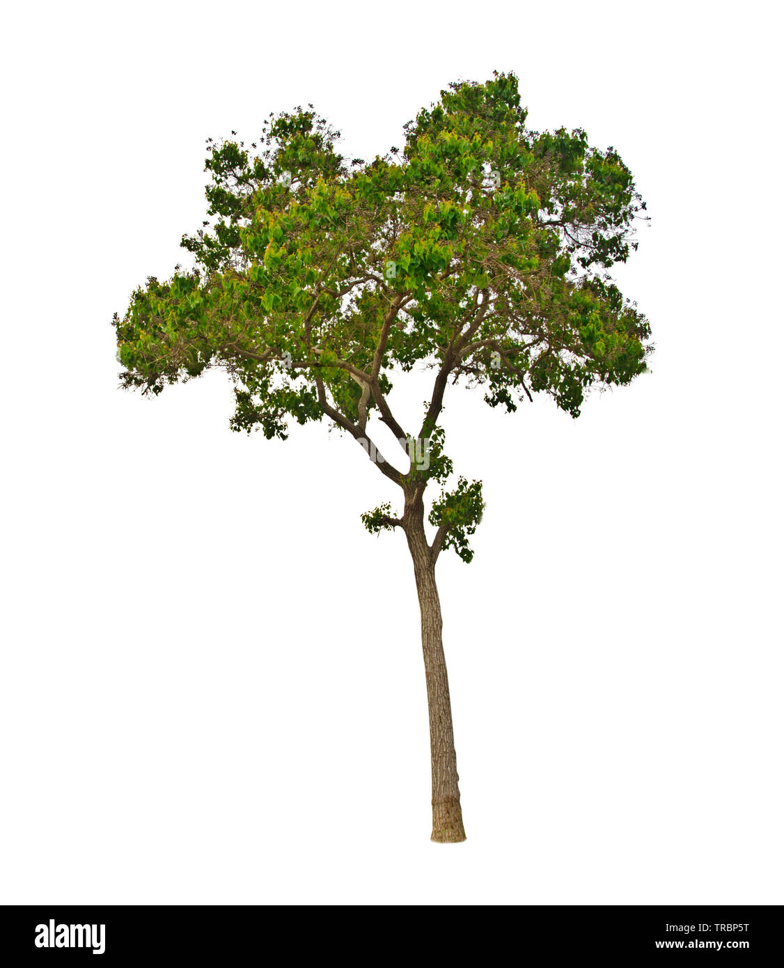 Tree on white background Stock Photo - Alamy