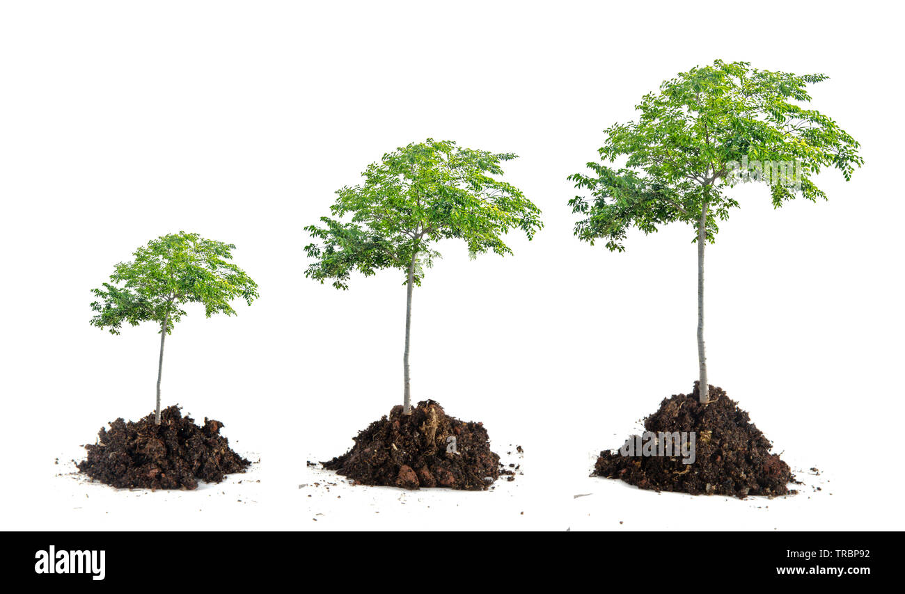 Growth of trees Stock Photo - Alamy