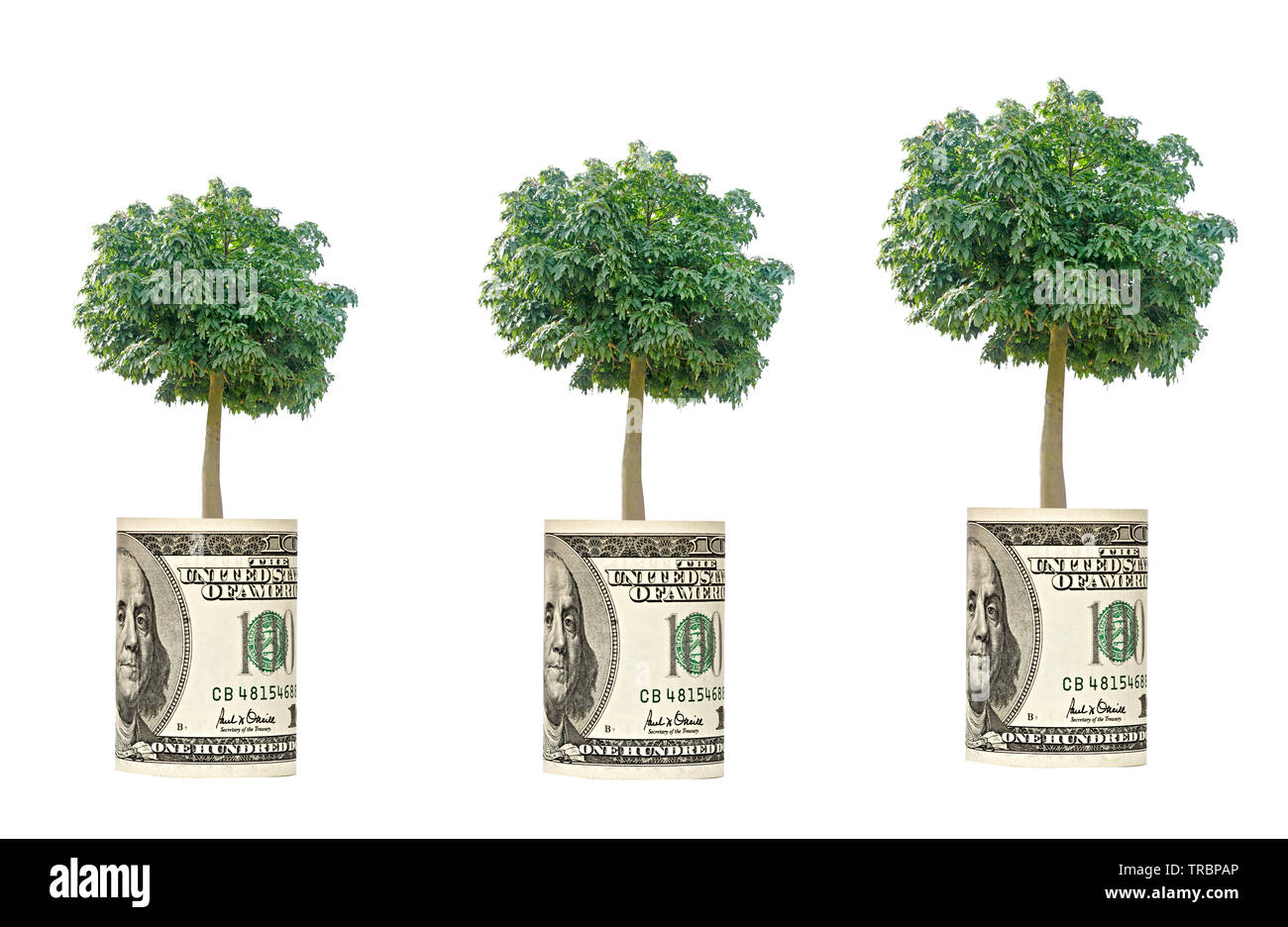 tree growing from dollar bill Stock Photo - Alamy
