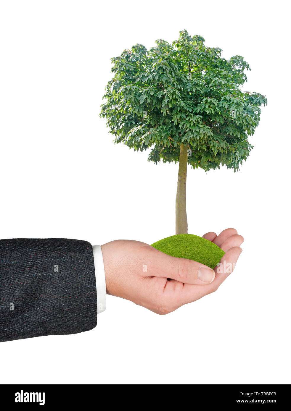 tree in hand Stock Photo - Alamy