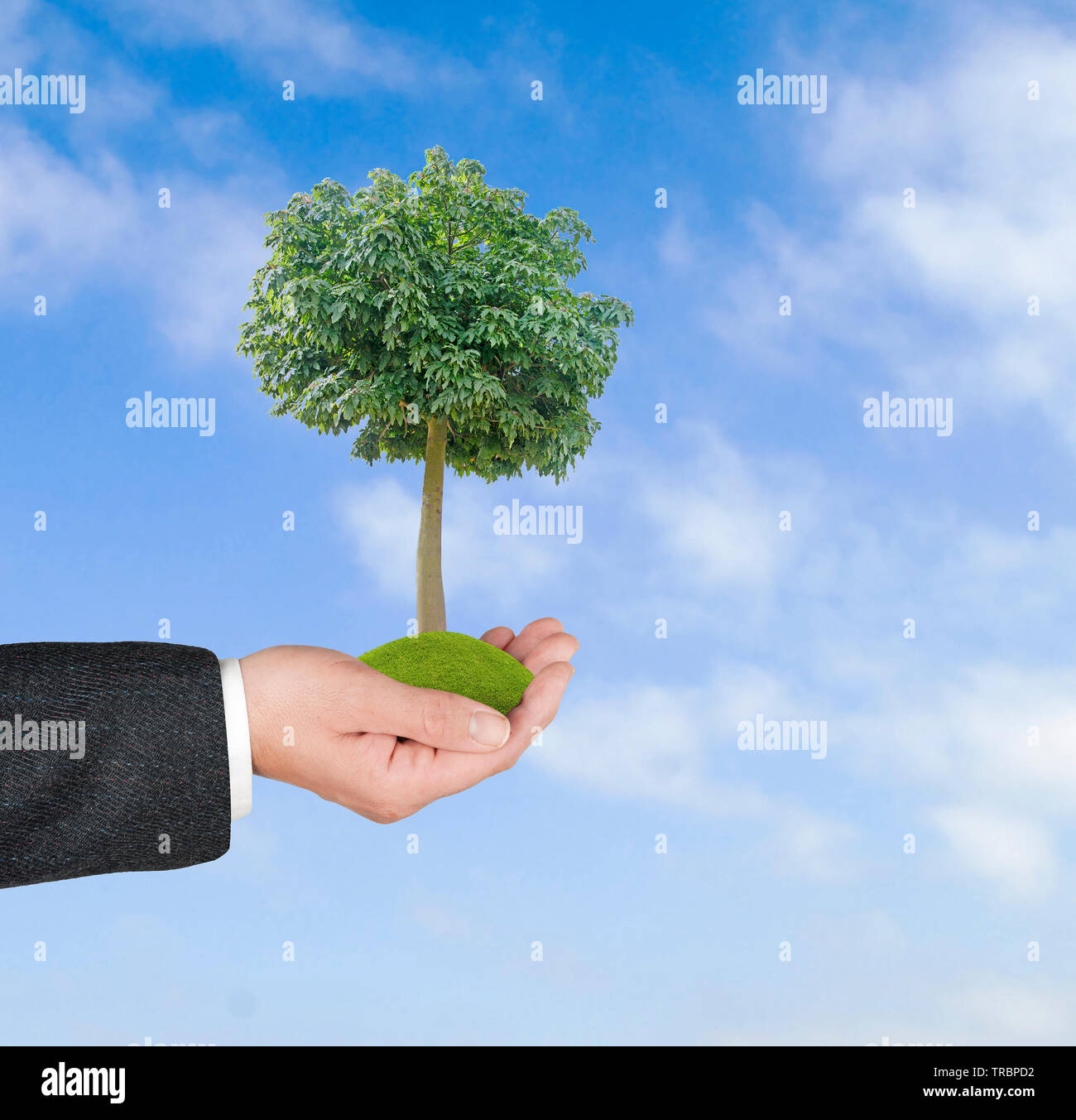 tree in hand Stock Photo - Alamy