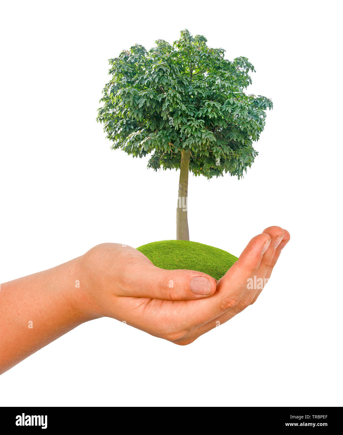tree in hand Stock Photo - Alamy