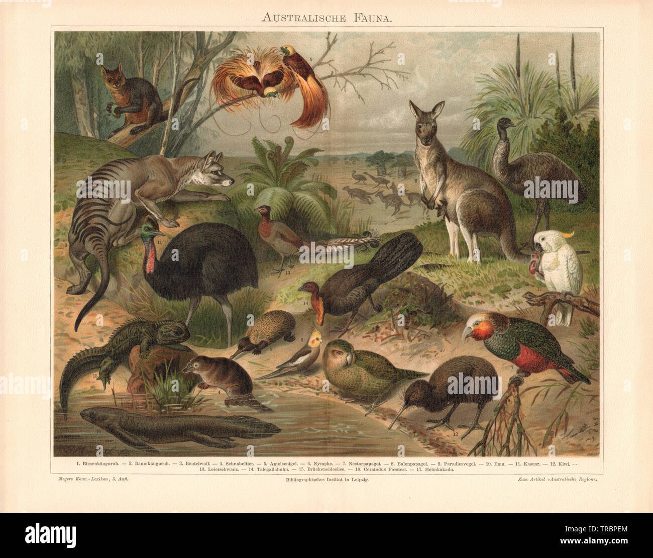 Oceanean fauna hi-res stock photography and images - Alamy