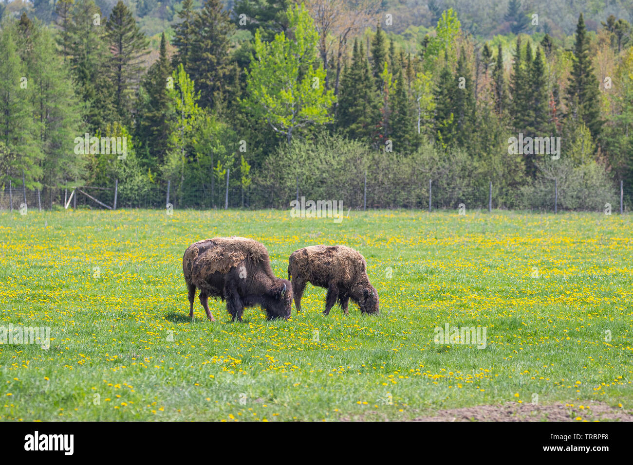 North american bison hi-res stock photography and images - Alamy
