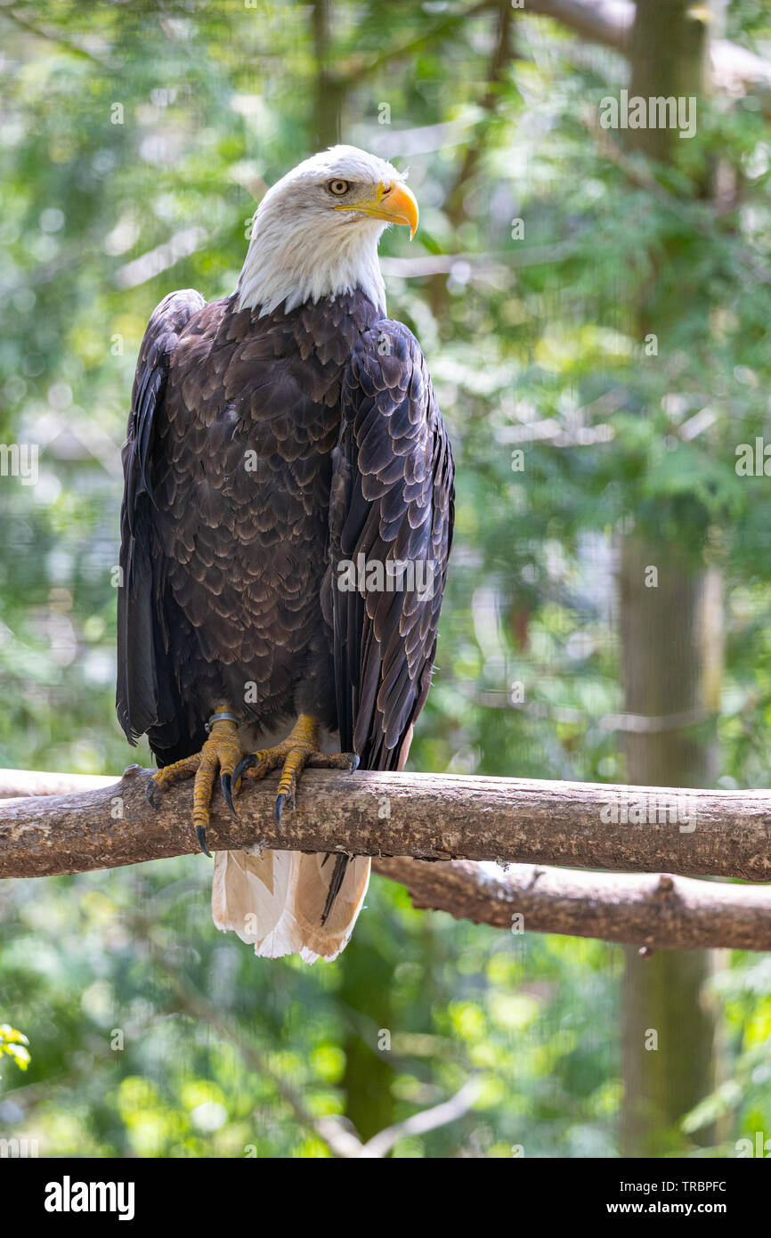 Predator power hi-res stock photography and images - Alamy