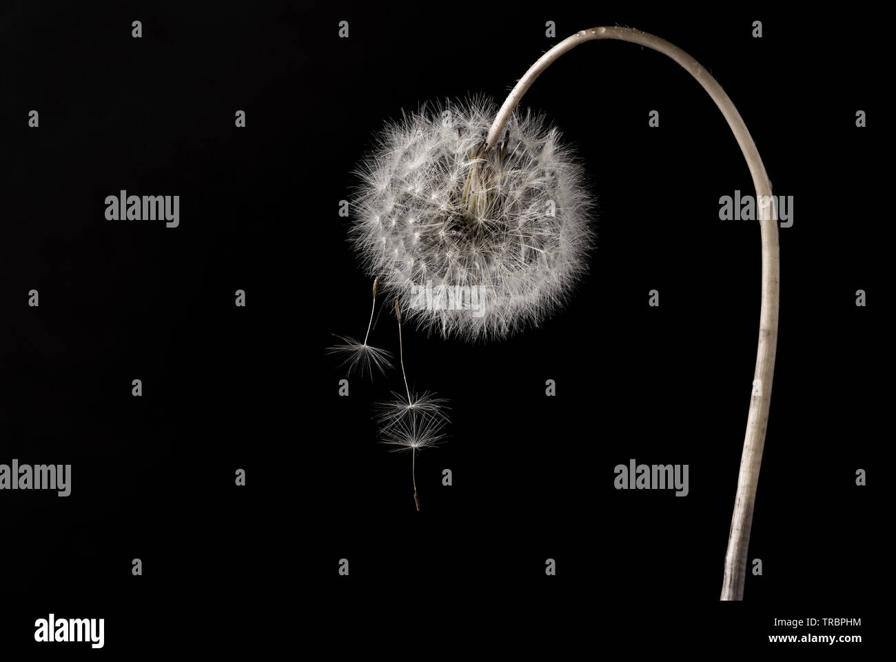 Pollen falling water on black hi-res stock photography and images - Alamy