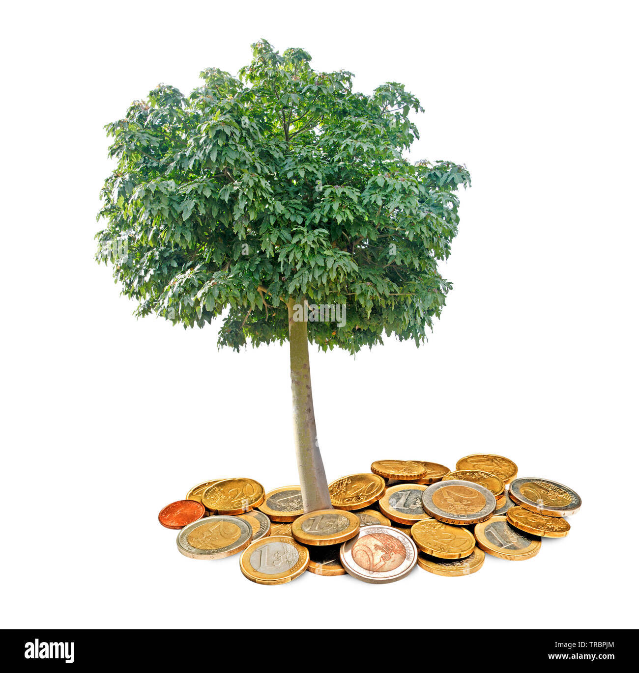 tree growing from coins Stock Photo - Alamy
