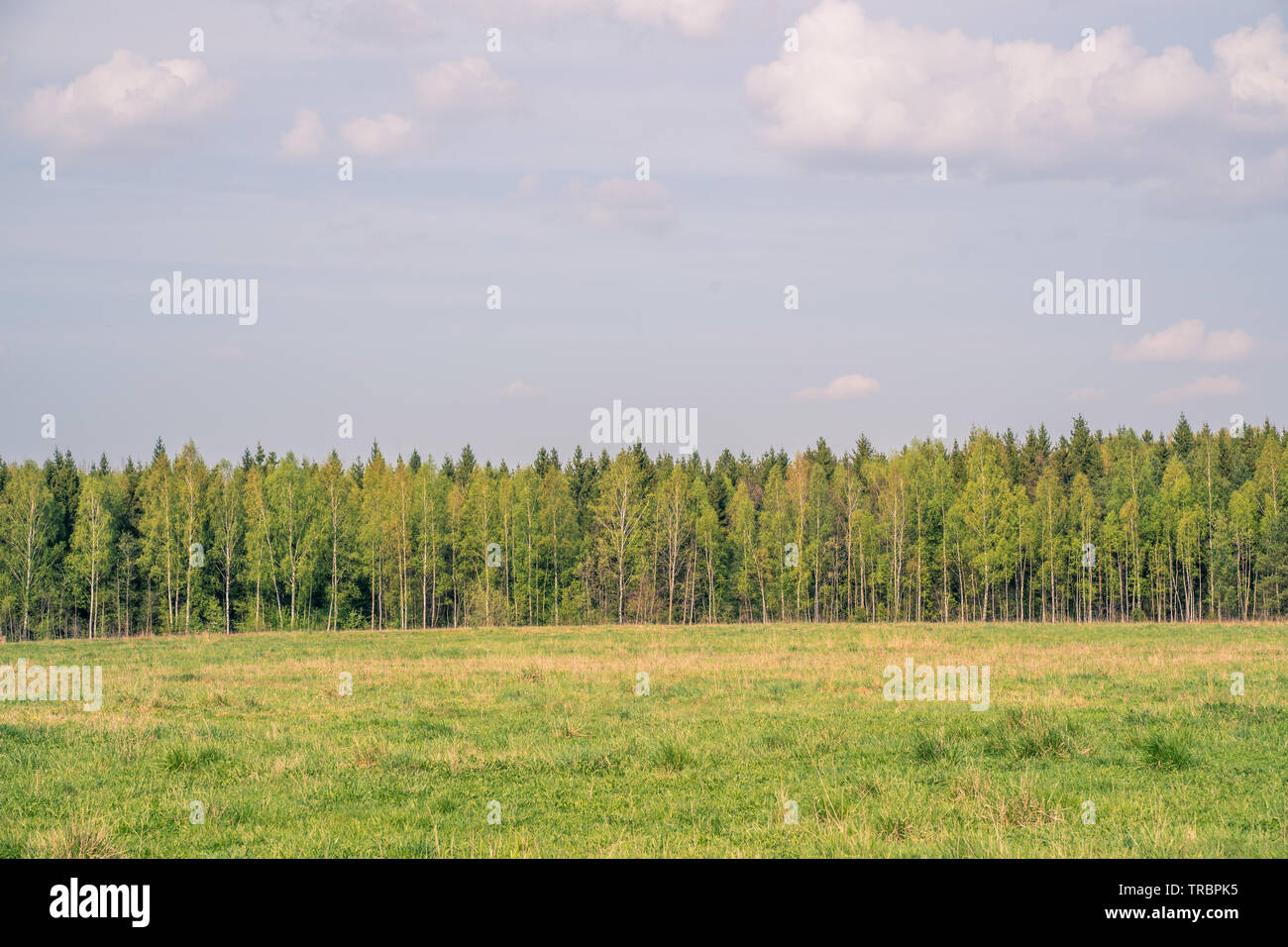 Meadow and a forest in a distance on a clear sunny day Stock Photo - Alamy