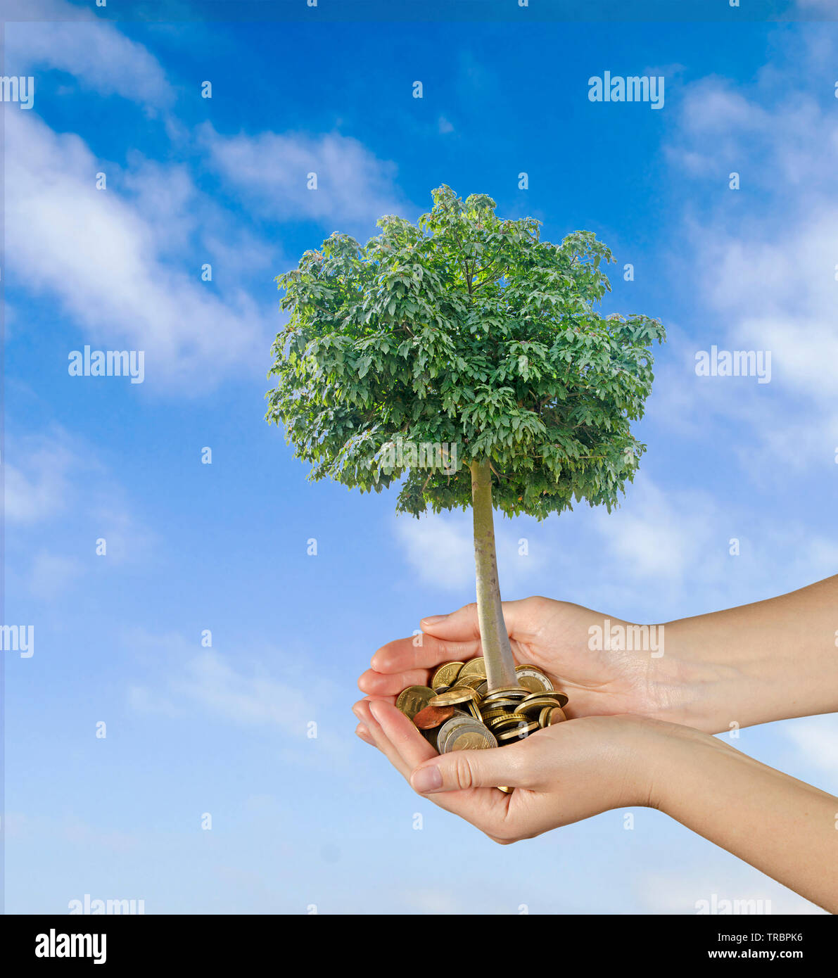 tree growng from pile of coins Stock Photo - Alamy