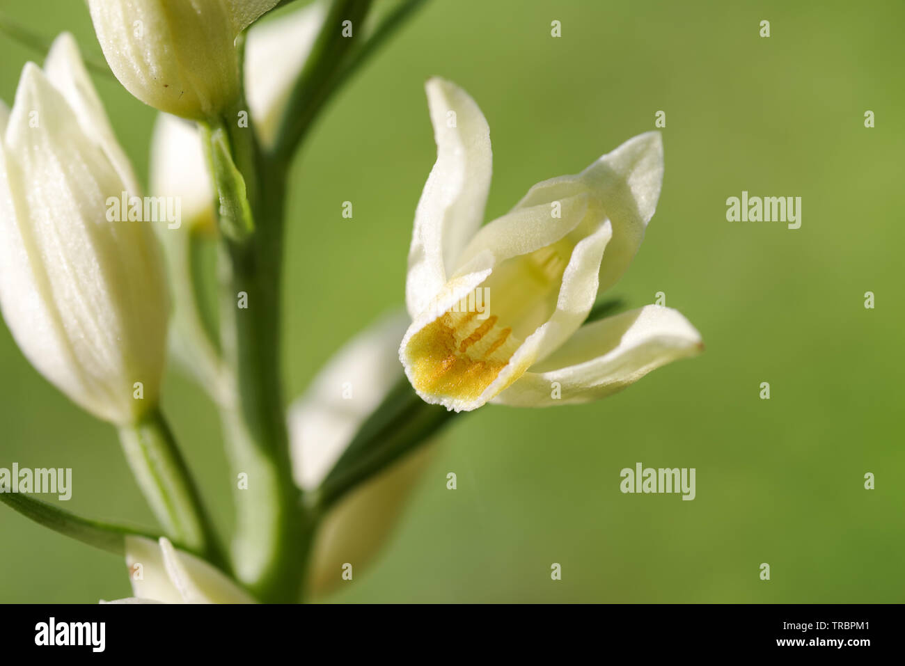White helleborine (Cephalanthera damasonium) in flower on Wolstonbury ...