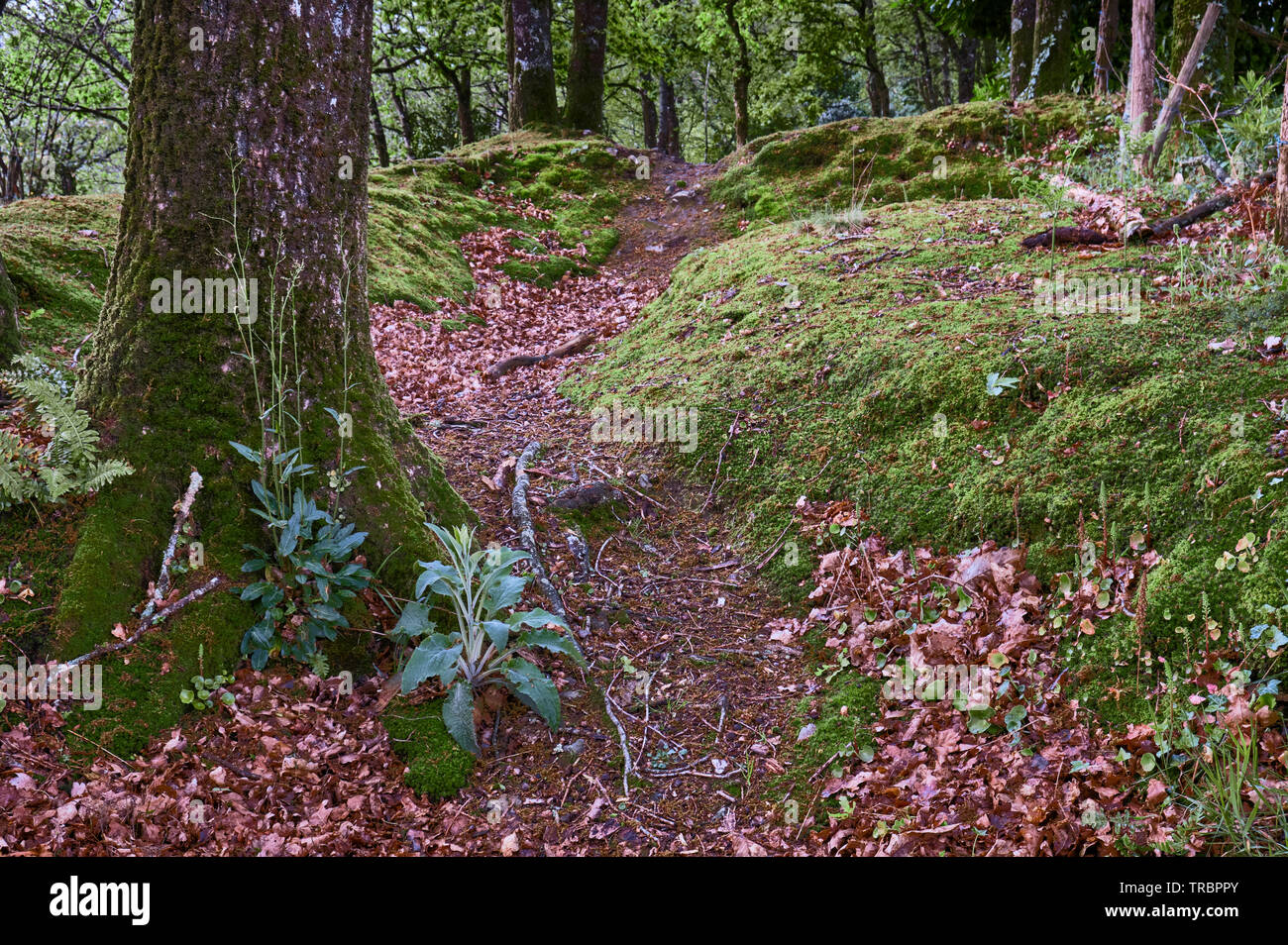 A rugged path surrounded by moss Stock Photo - Alamy