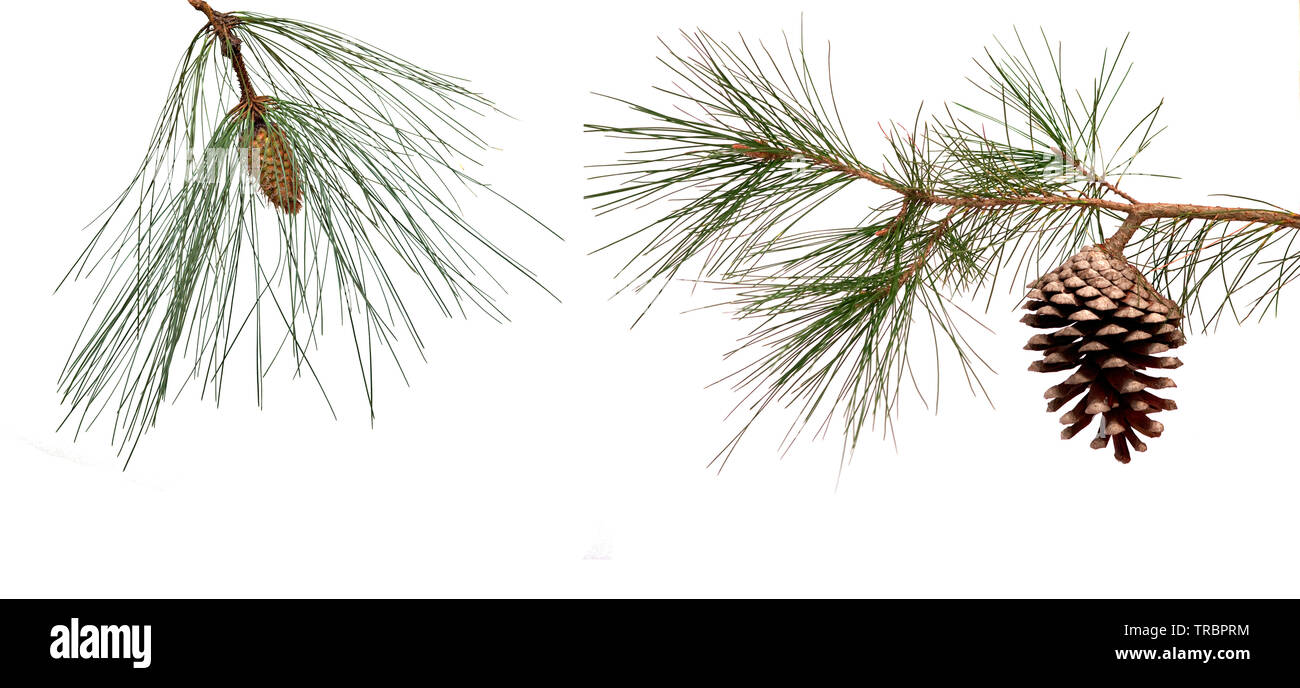 Pine branches with male and female cones isolated on white background ... Pine branches with male and female cones isolated on white background ...