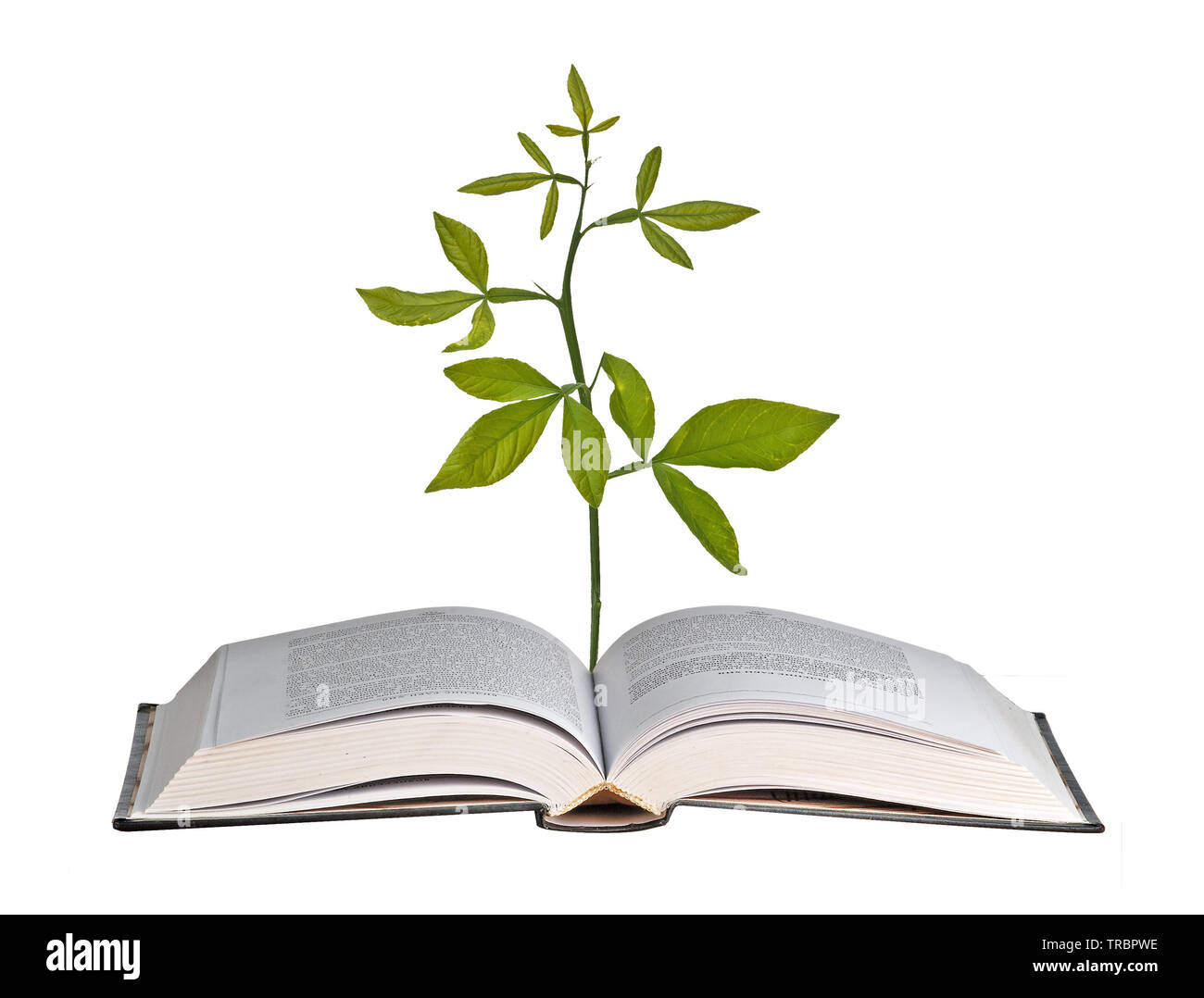 Plant growing from open book Stock Photo - Alamy