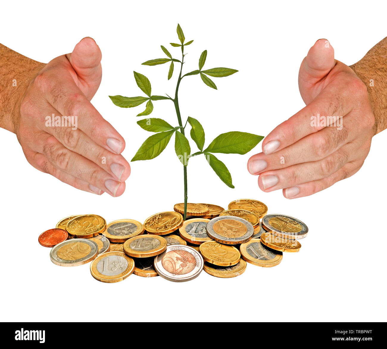 Tree seedling protectrd by hands Stock Photo - Alamy