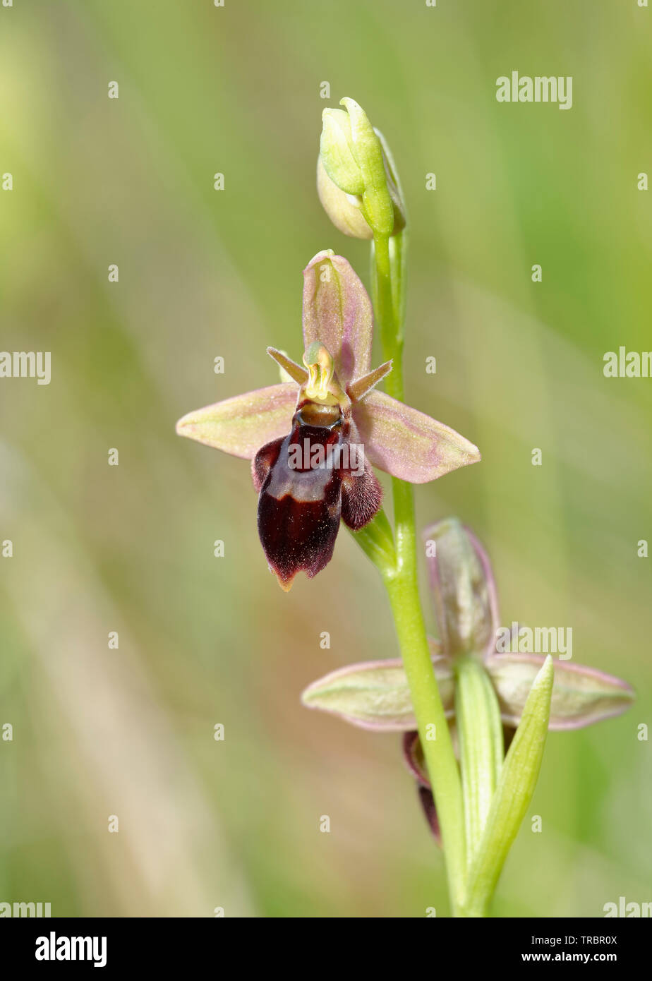 Very Rare Hybrid between Bee Orchid and Fly Orchid Ophrys x pietschii ...