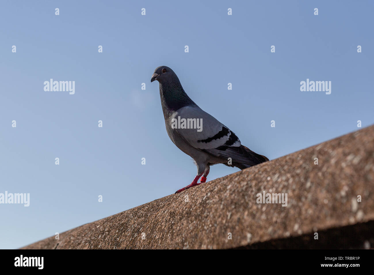 Lonely pidgin looking forward, Sunny day Stock Photo - Alamy