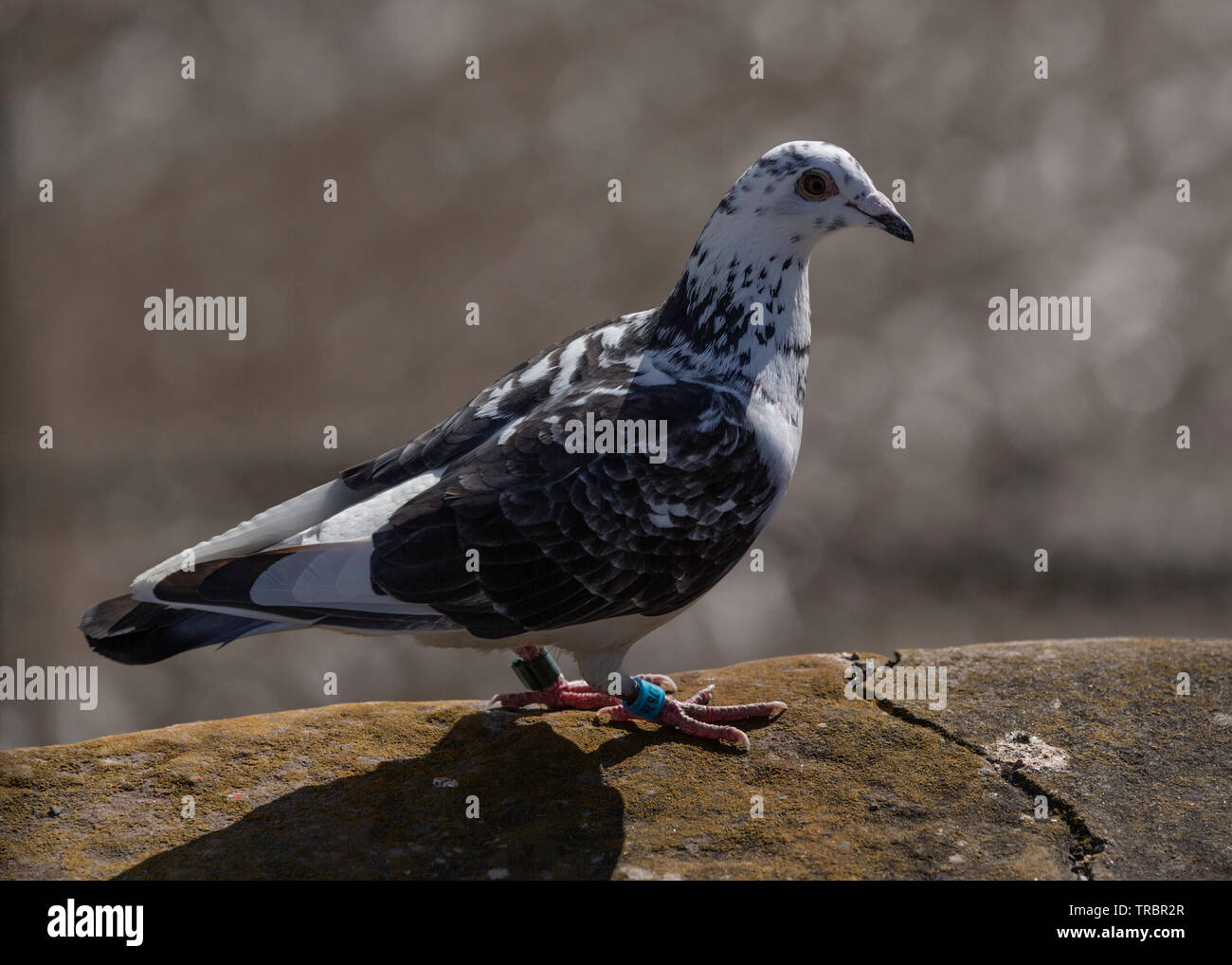 Pidgin hi-res stock photography and images - Alamy