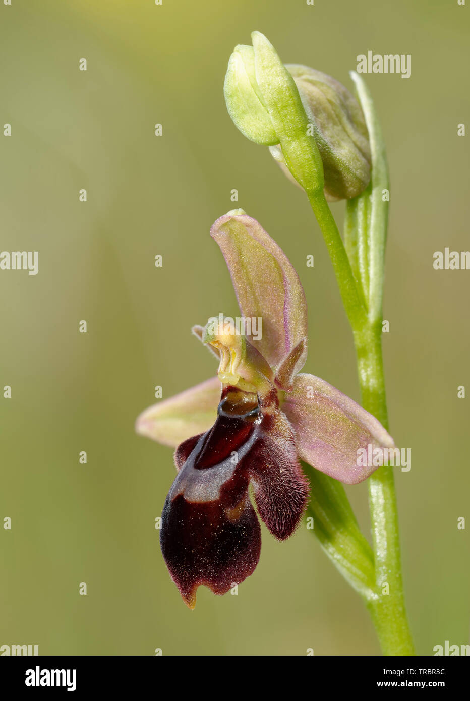 Very Rare Hybrid between Bee Orchid and Fly Orchid Ophrys x pietschii ...
